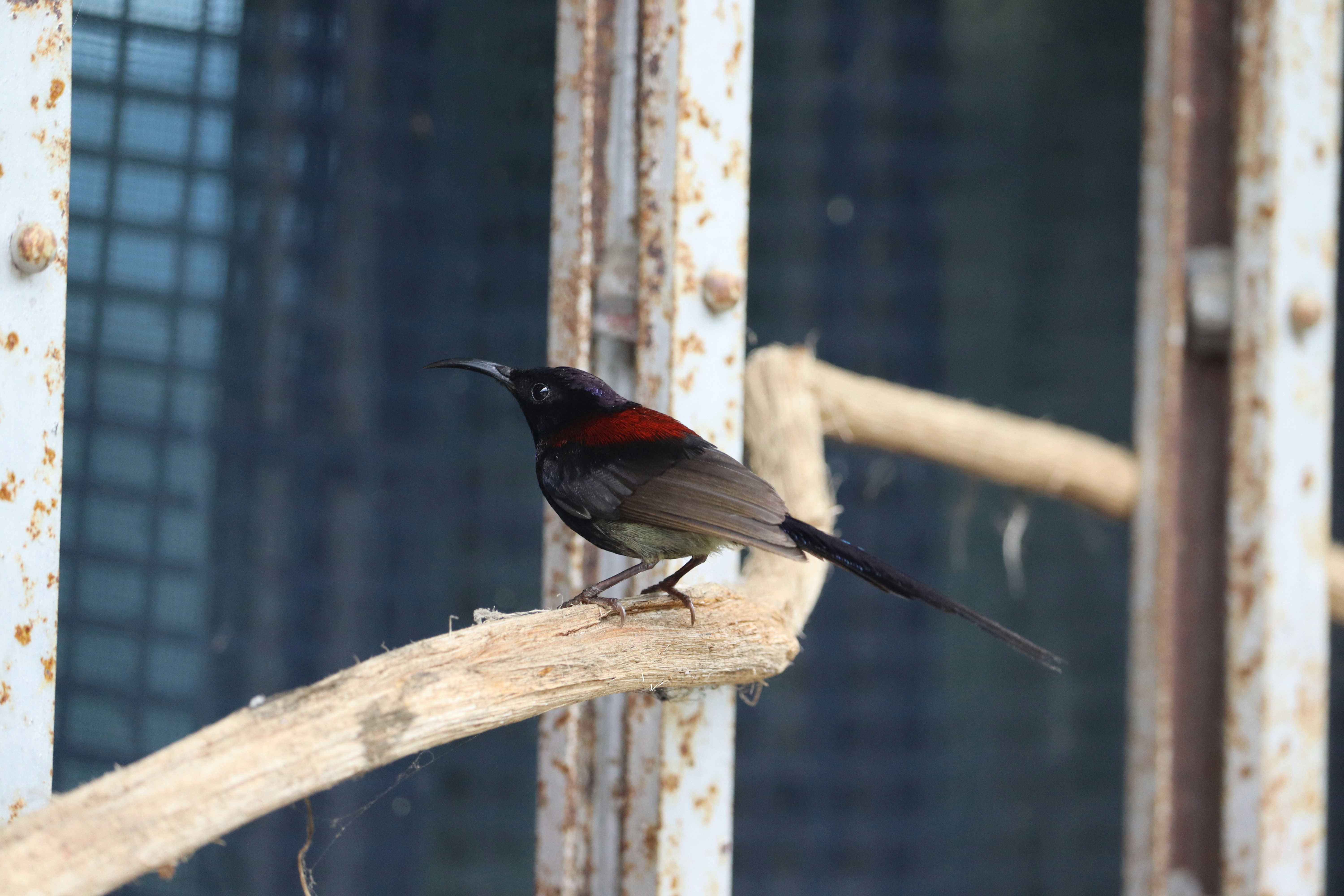 Crimson-throated passerine on weathered bars