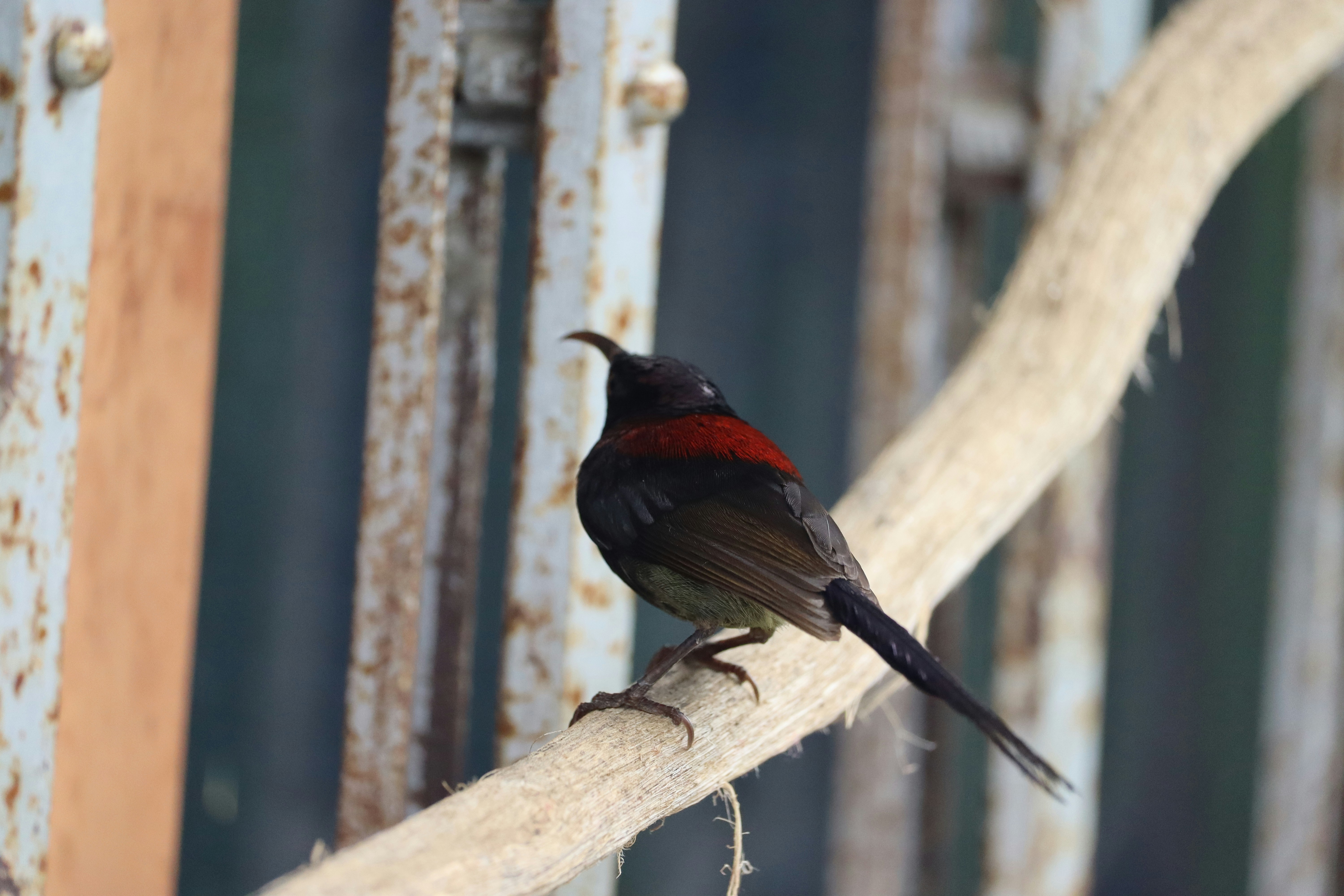 a red and black bird sitting on a branch