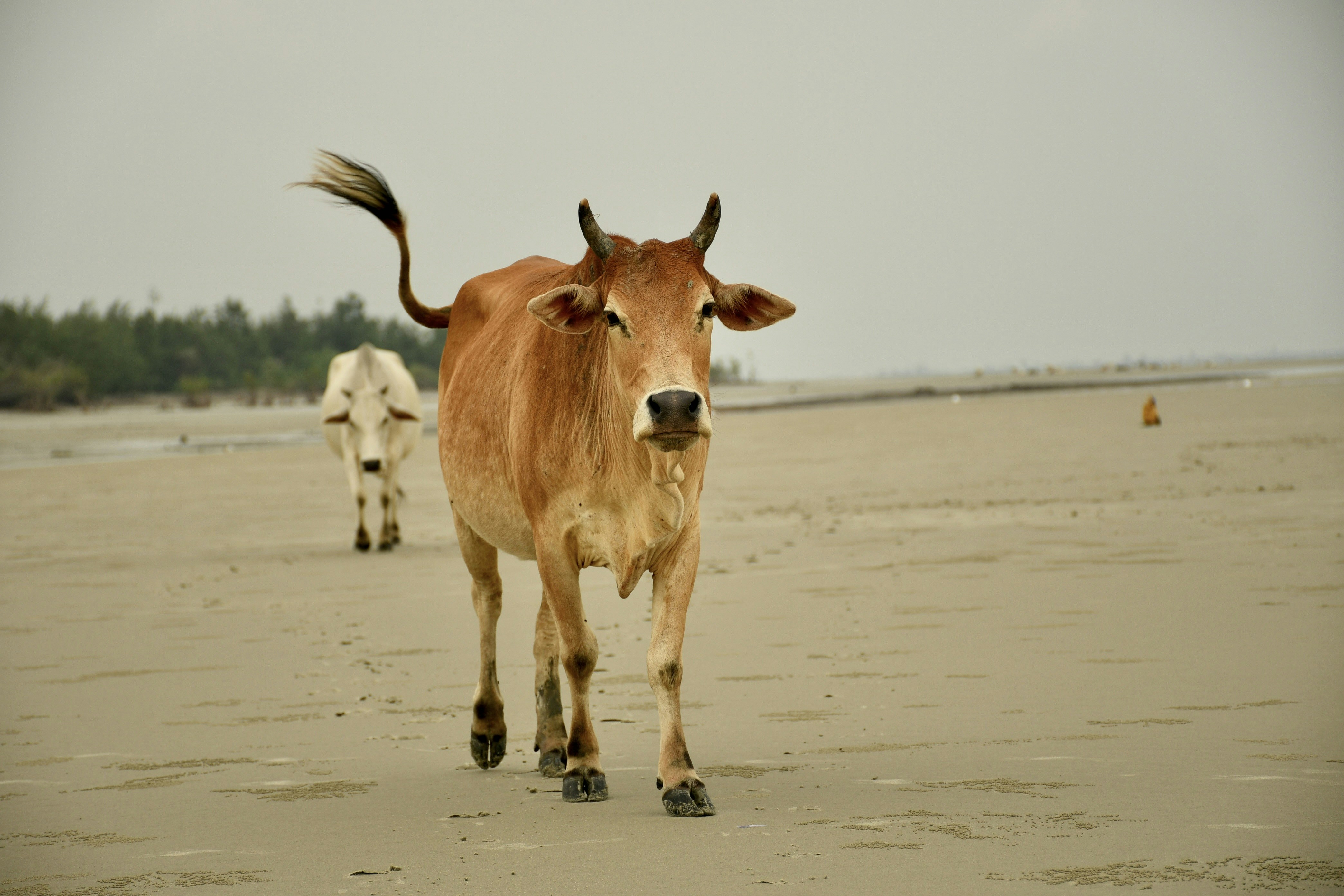 Sea Cow Pictures | Download Free Images on Unsplash