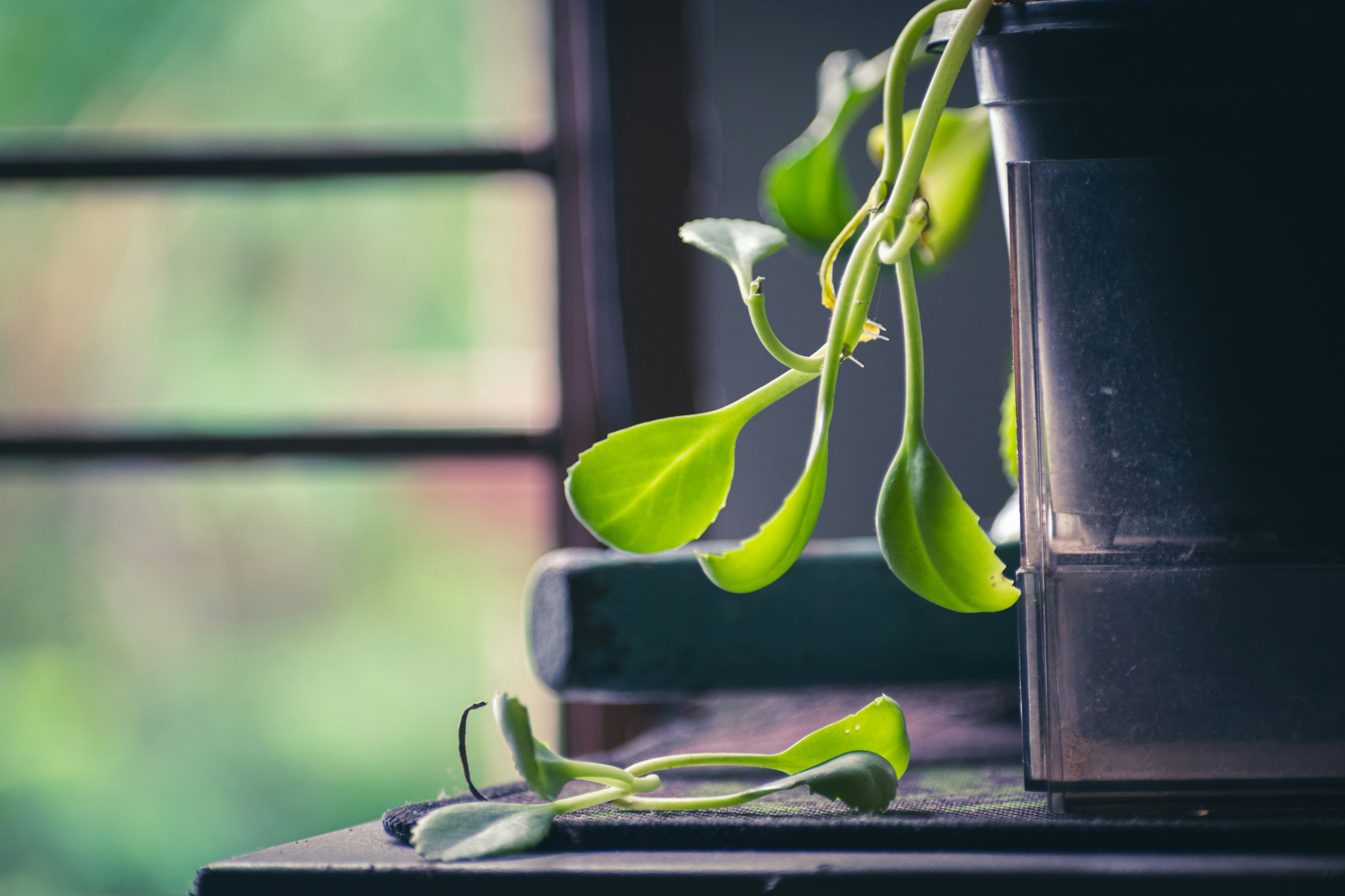 Sunlit Tendrils Cling to a Dark Planter on a Quiet Windowsill