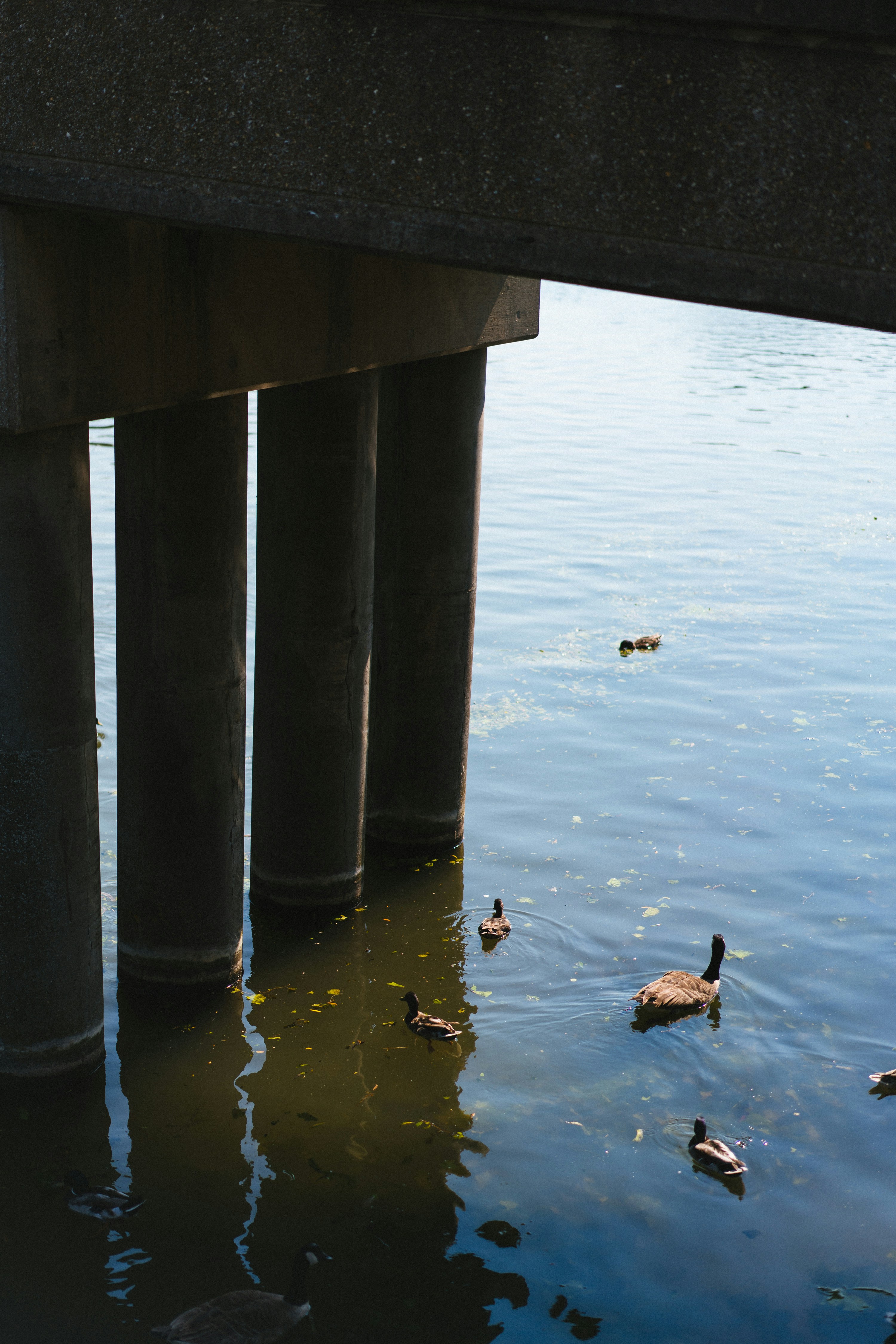 Sunlit Ducks Beneath a Bridge: Quiet Ripples and Shadowed Piers