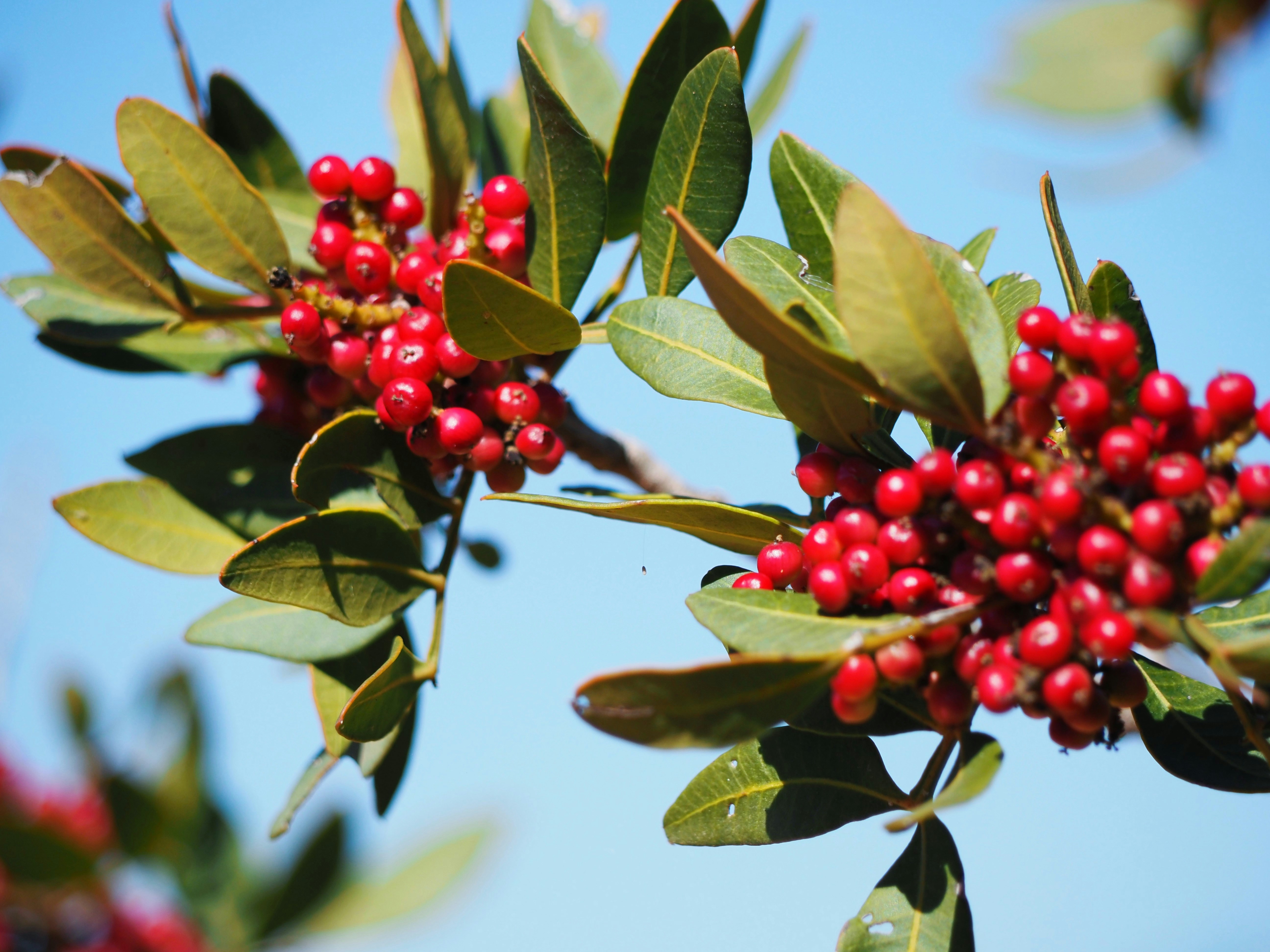 Clusters of red berries nestled among green leaves with a bright blue sky backdrop.