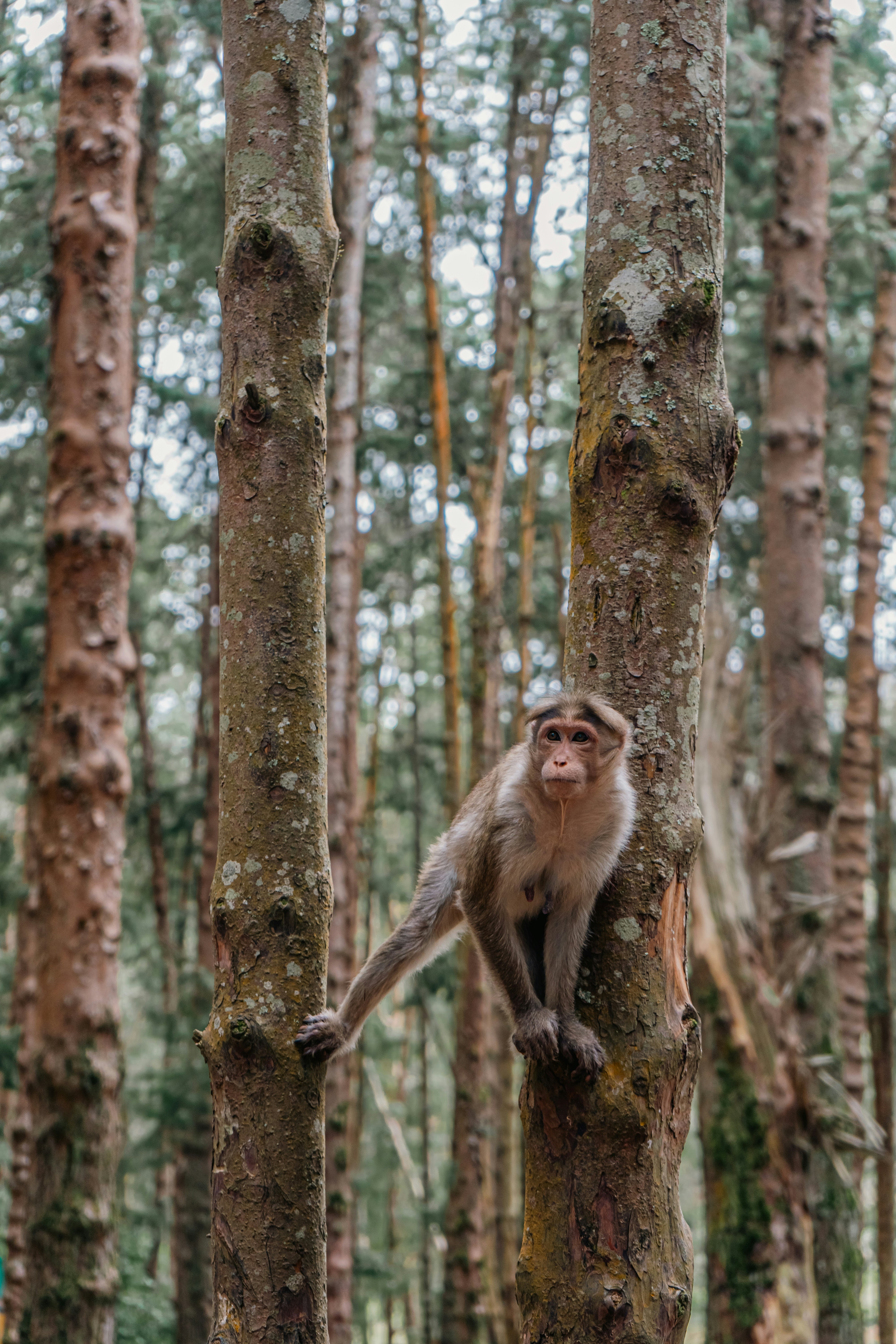 Primates at Eye Level: A Monkey Clings Between Pines