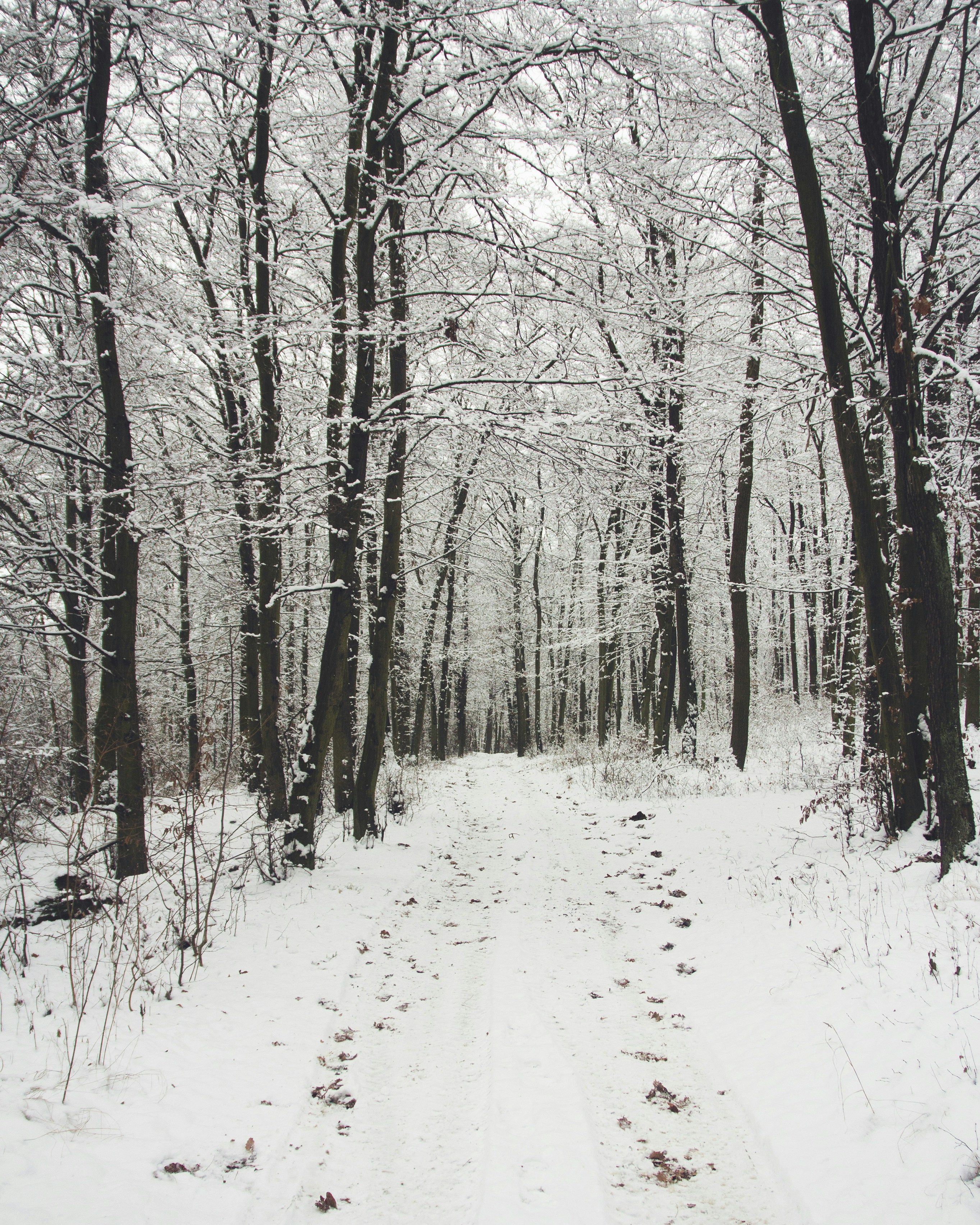 A trail in the woods covered in snow photo – Free Snow Image on Unsplash