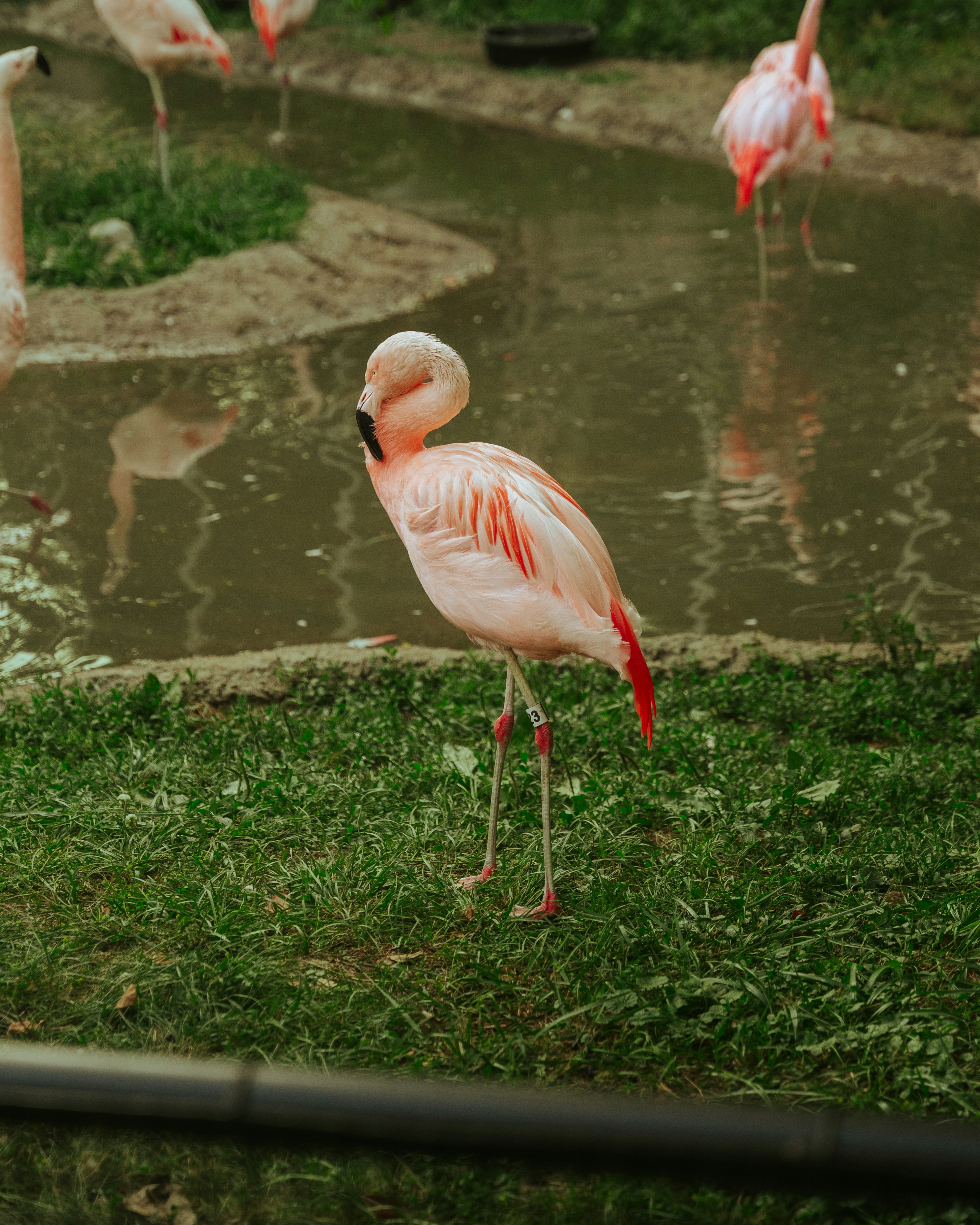 Flamingo at the Quiet Pond: A Pink Sentry in Soft Light