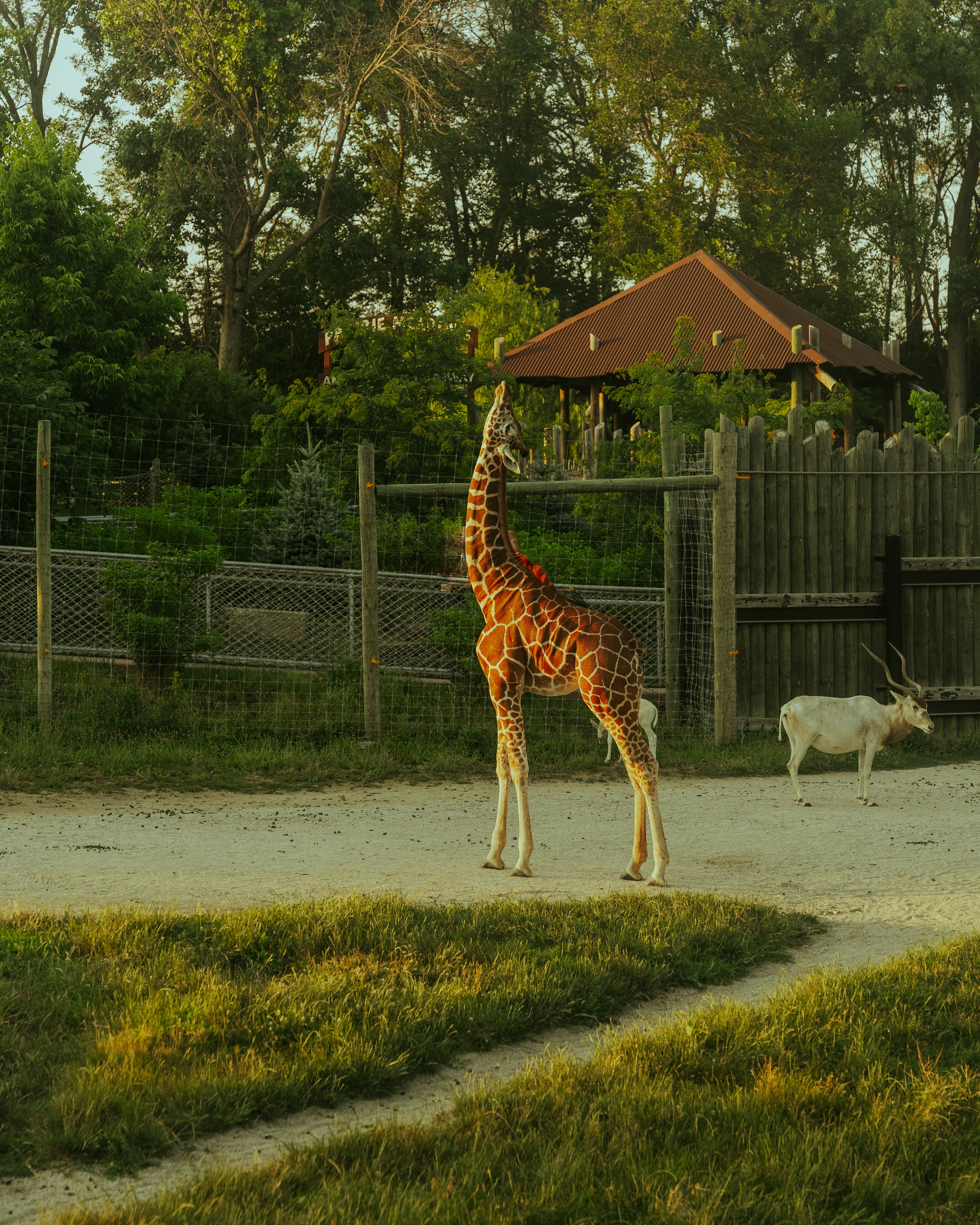 Giraffe at the Fence Line: Quiet afternoon in a zoo enclosure