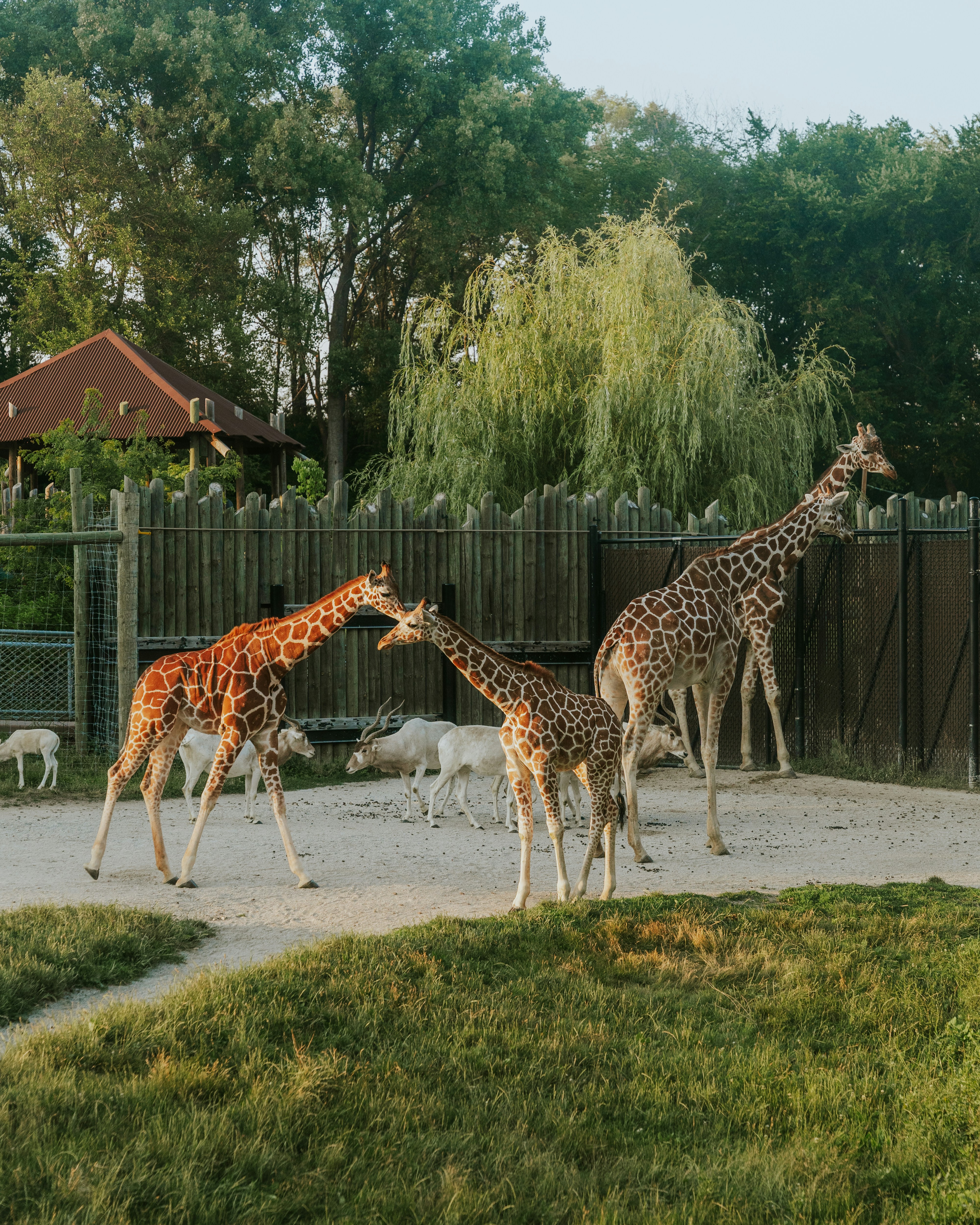 A group of giraffes in a fenced in area photo – Free Zoo Image on Unsplash