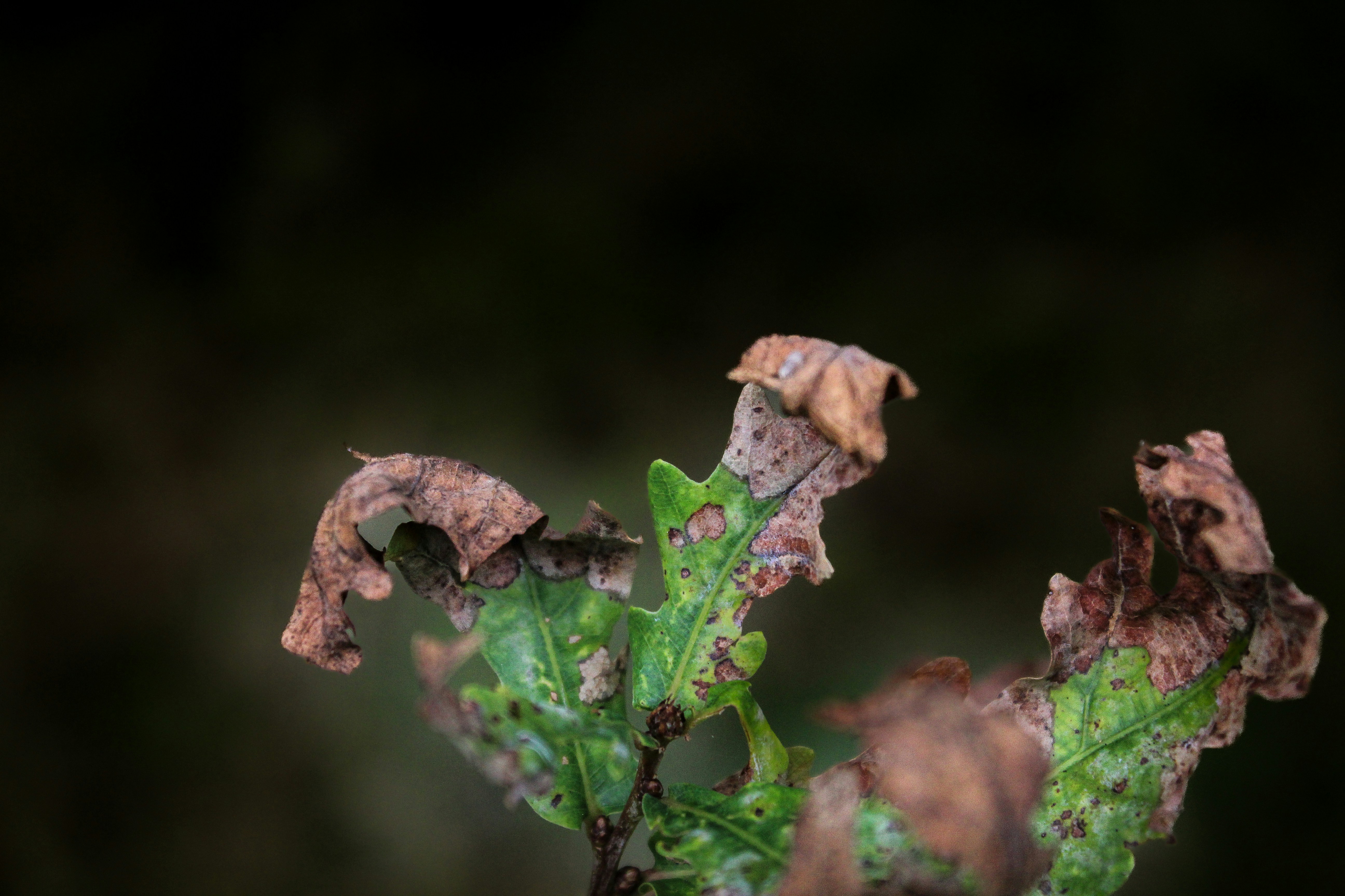 Emerald Veins in the Velvet Dusk: a Leaf's Quiet Defiance