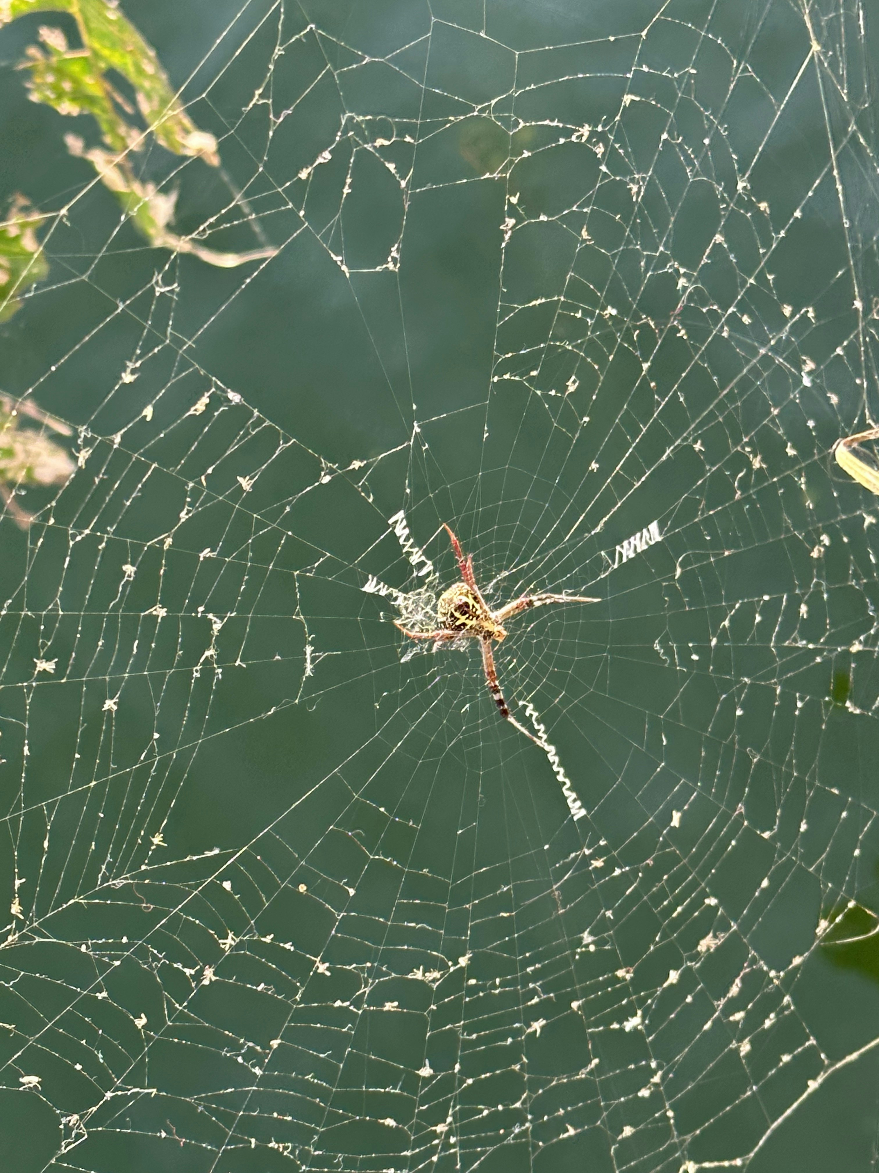 Silken Center: Dew-Kissed Orb Web Culminating in a Spider