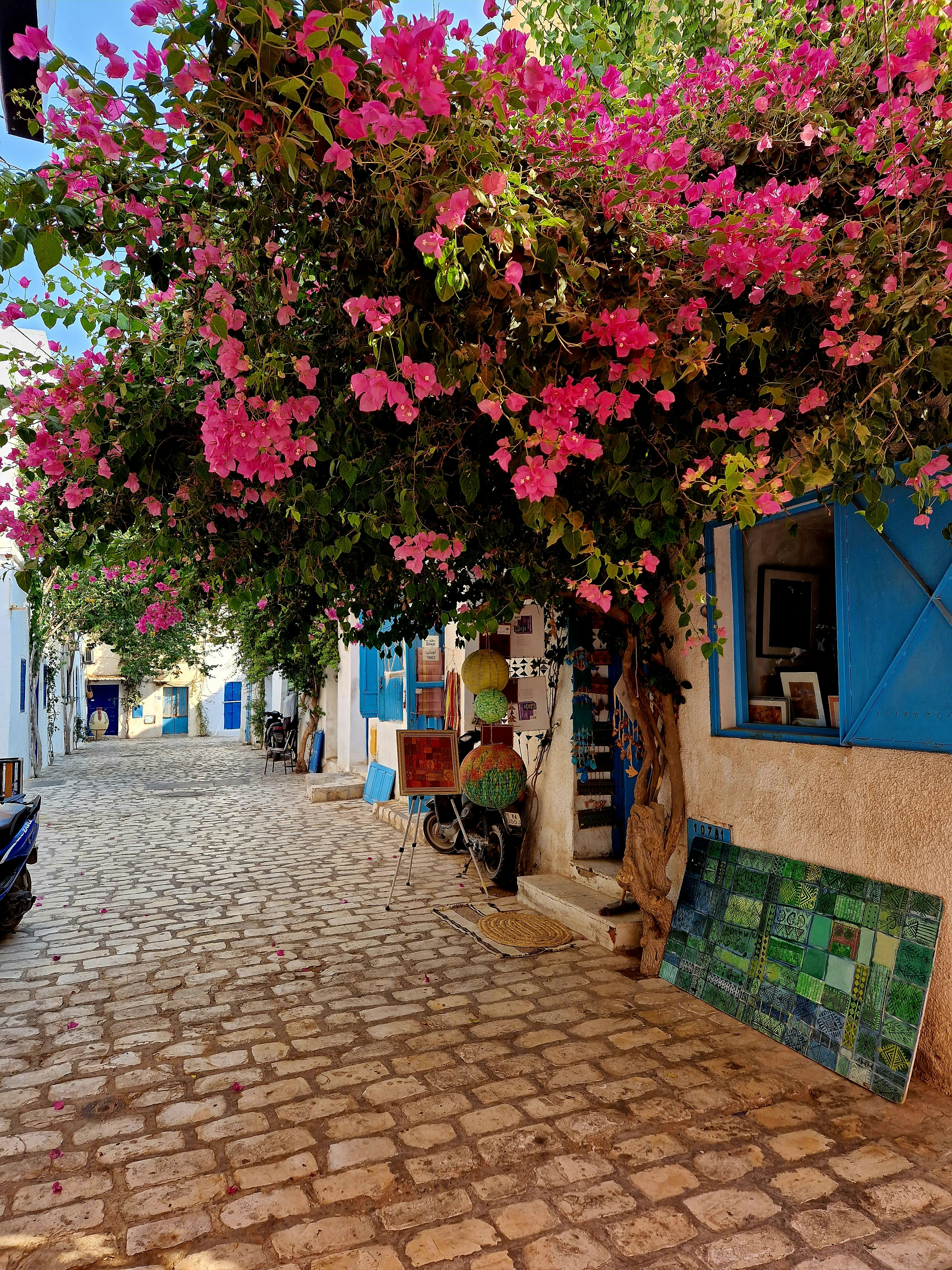 A cobblestone street lined with pink flowers and blue shutters photo ...