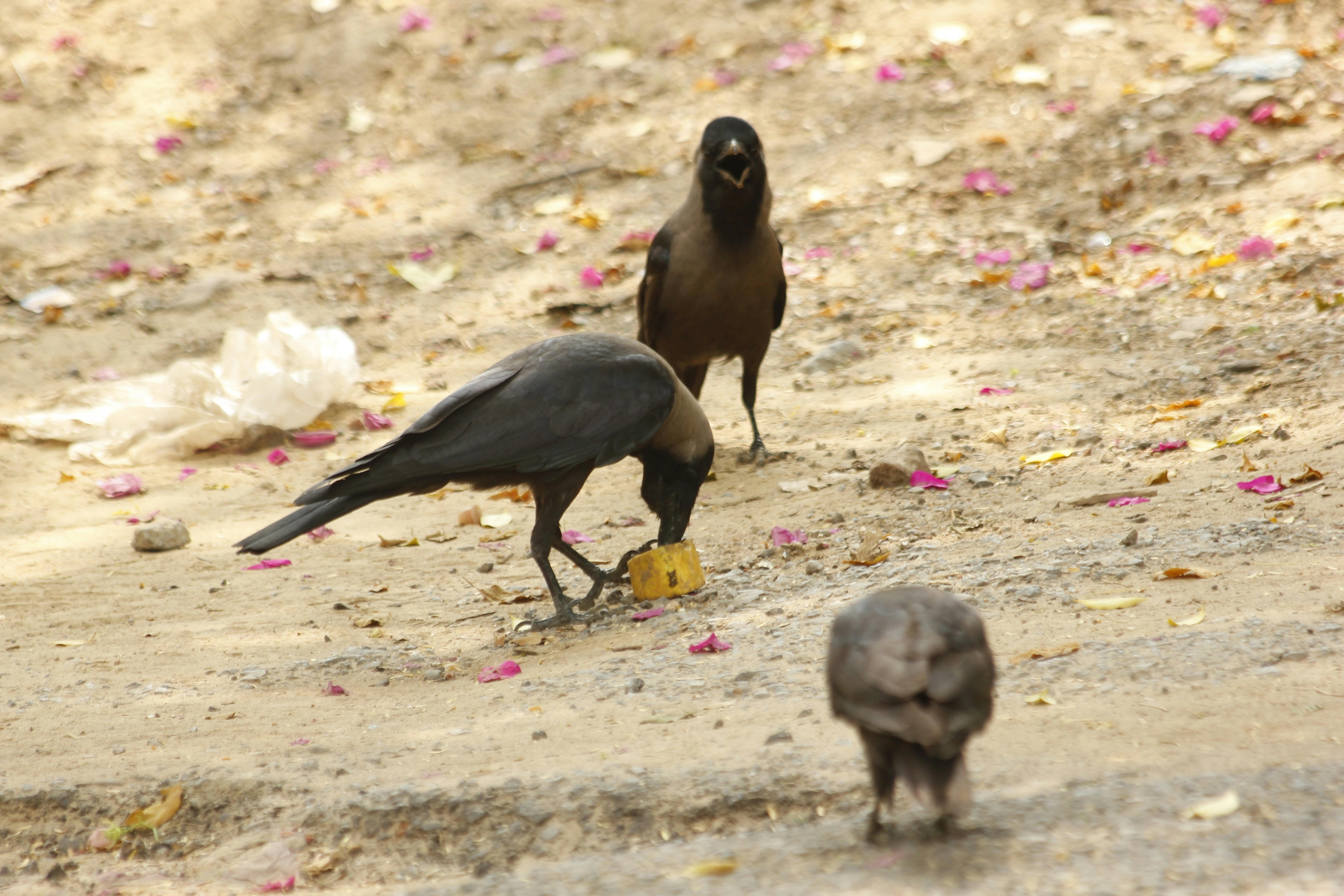 Beakful of Yellow Snack: Crow's Curious Standoff on a Dusty Patch