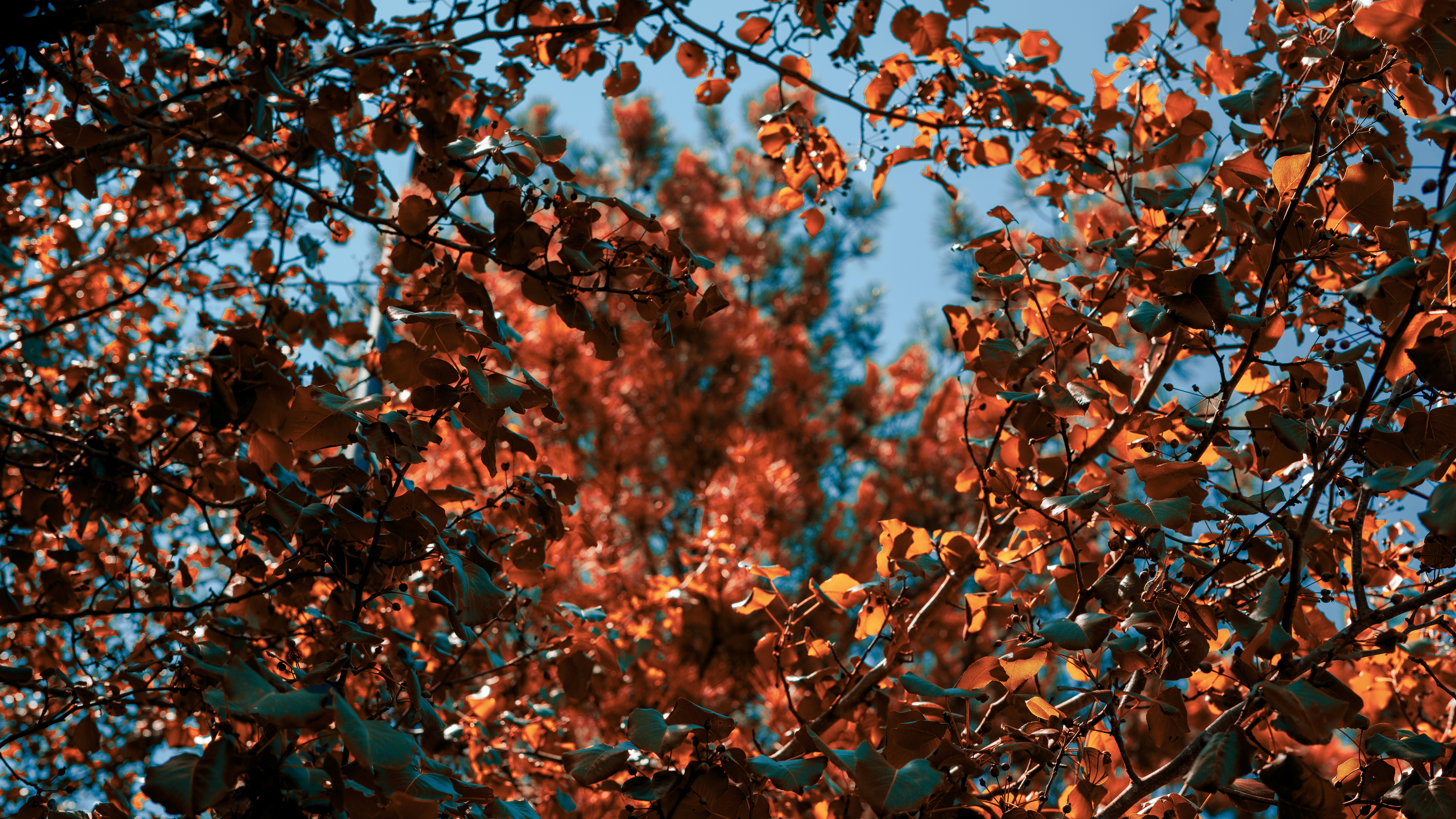 Crimson Canopy: Autumn Leaves Framing a Cerulean Sky
