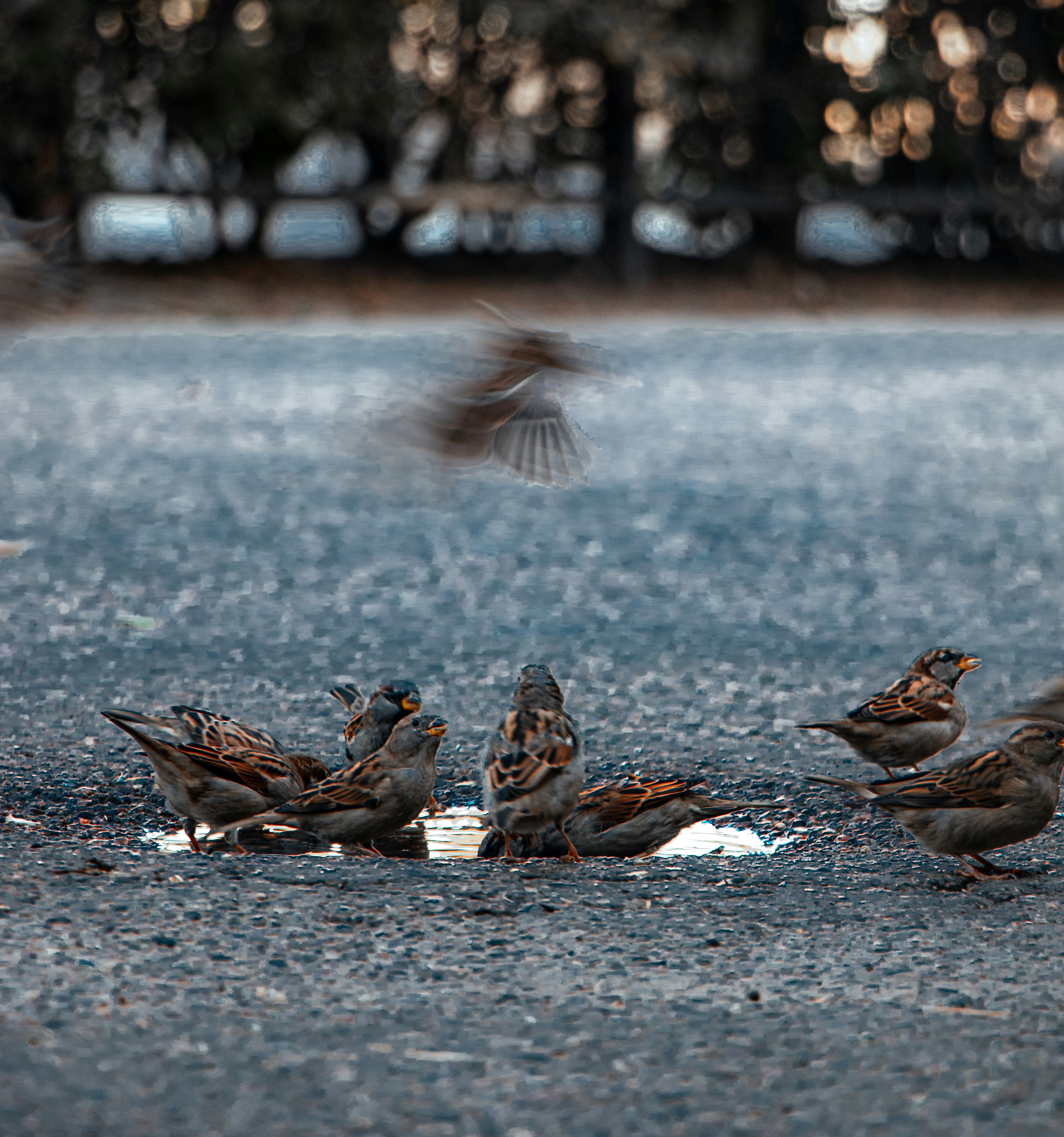Puddle-side Assembly: Sparrows Sip on Dappled Asphalt at Dusk