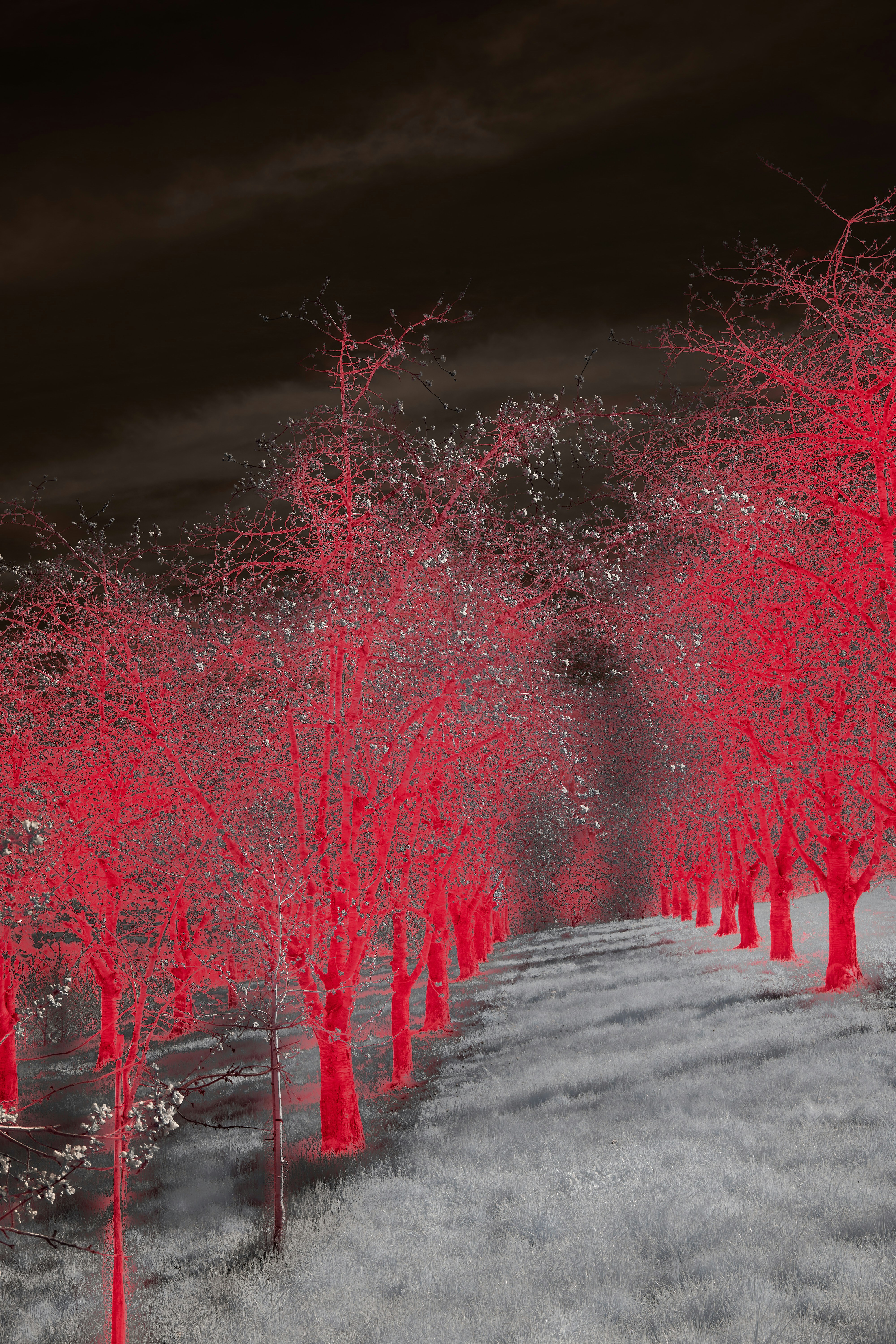A painting of a row of red trees photo – Free Tree Image on Unsplash