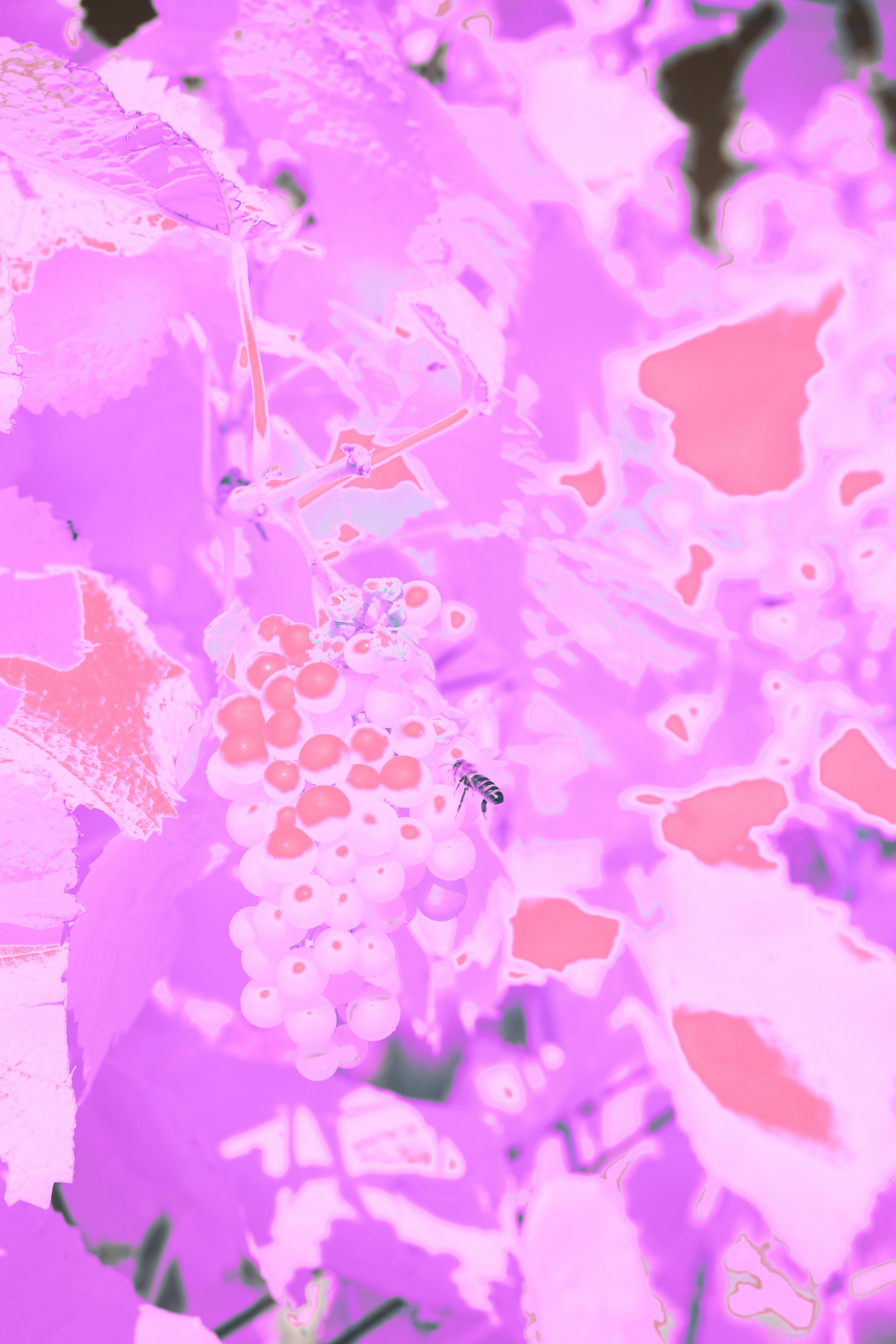 Grape Cluster and Hovering Bee in a Violet-Filtered Garden