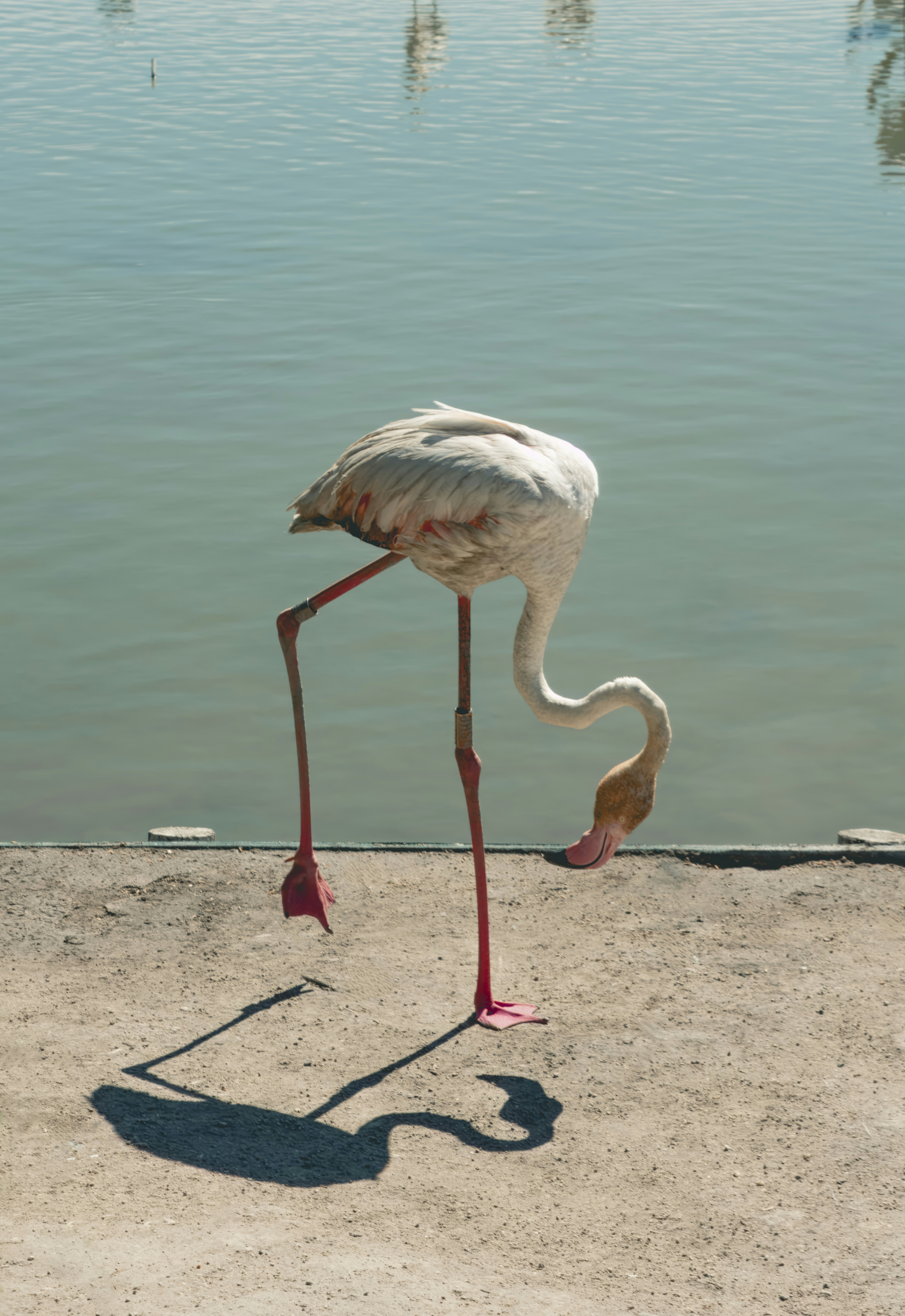 One-Legged Poise by the Water's Edge