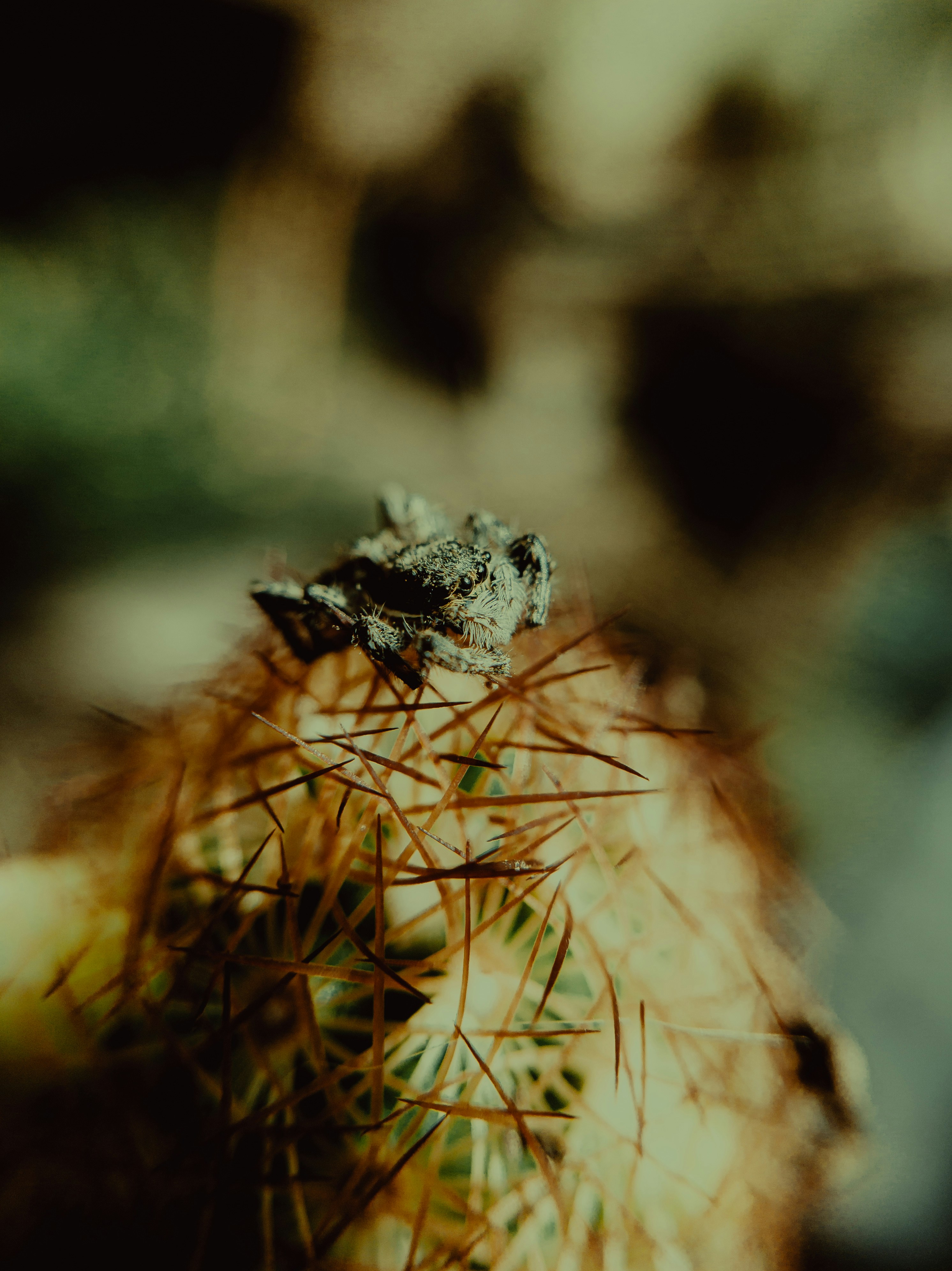 Cactus Perch: Arachnid's Domain