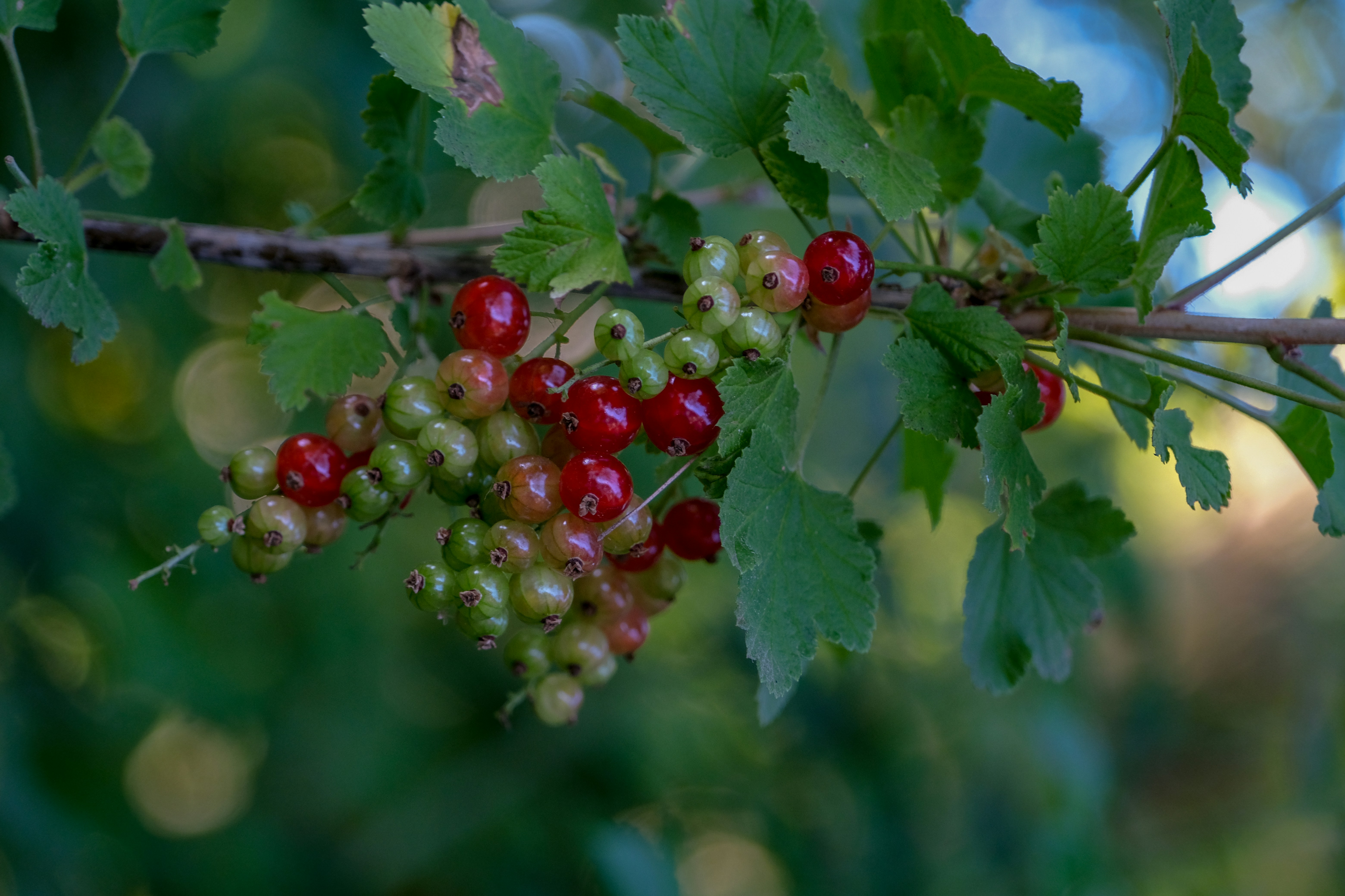 A bunch of berries hanging from a tree branch photo – Free Plant Image ...