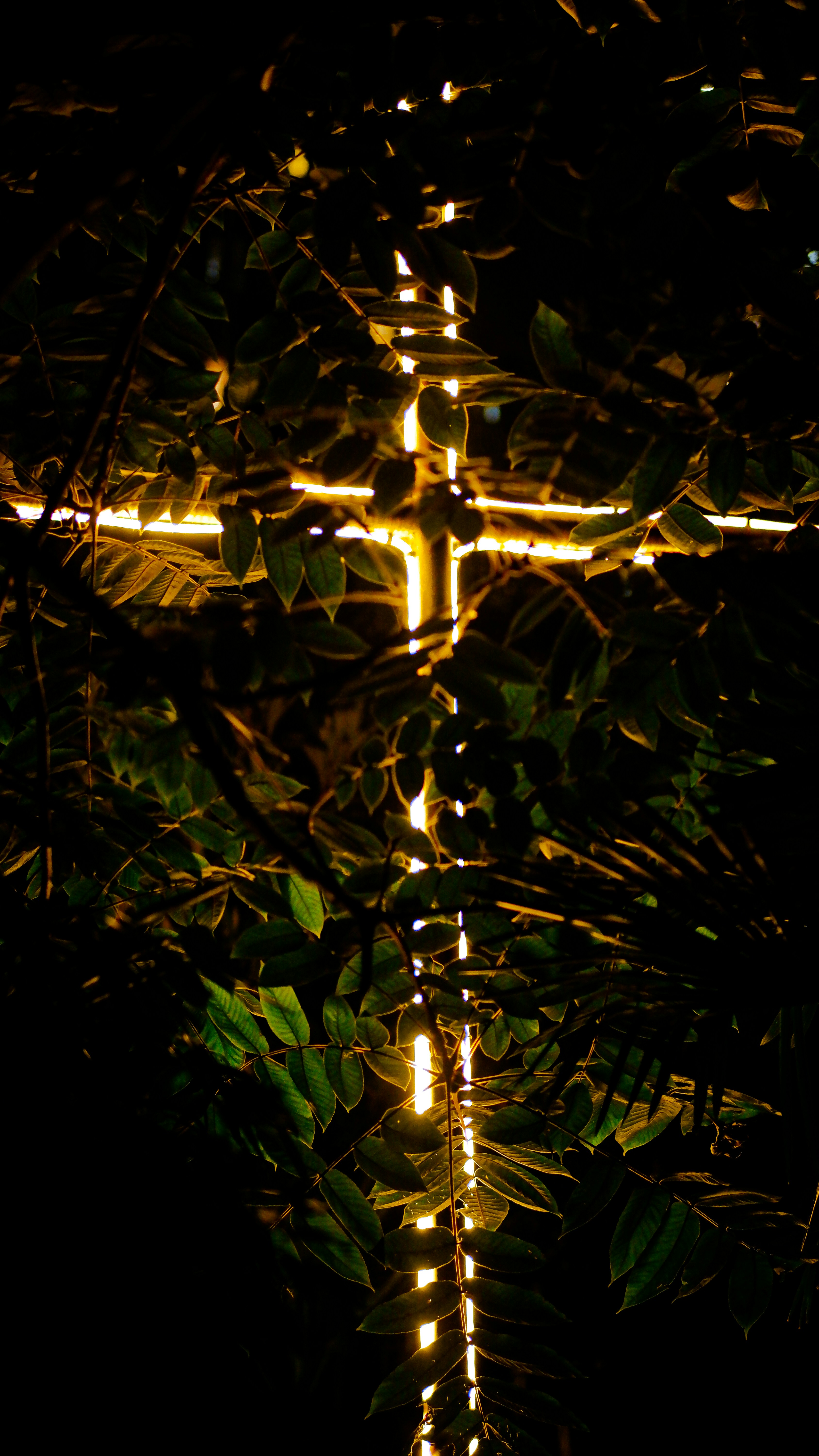 Neon Cross in a Night Garden: Light Framed by Foliage