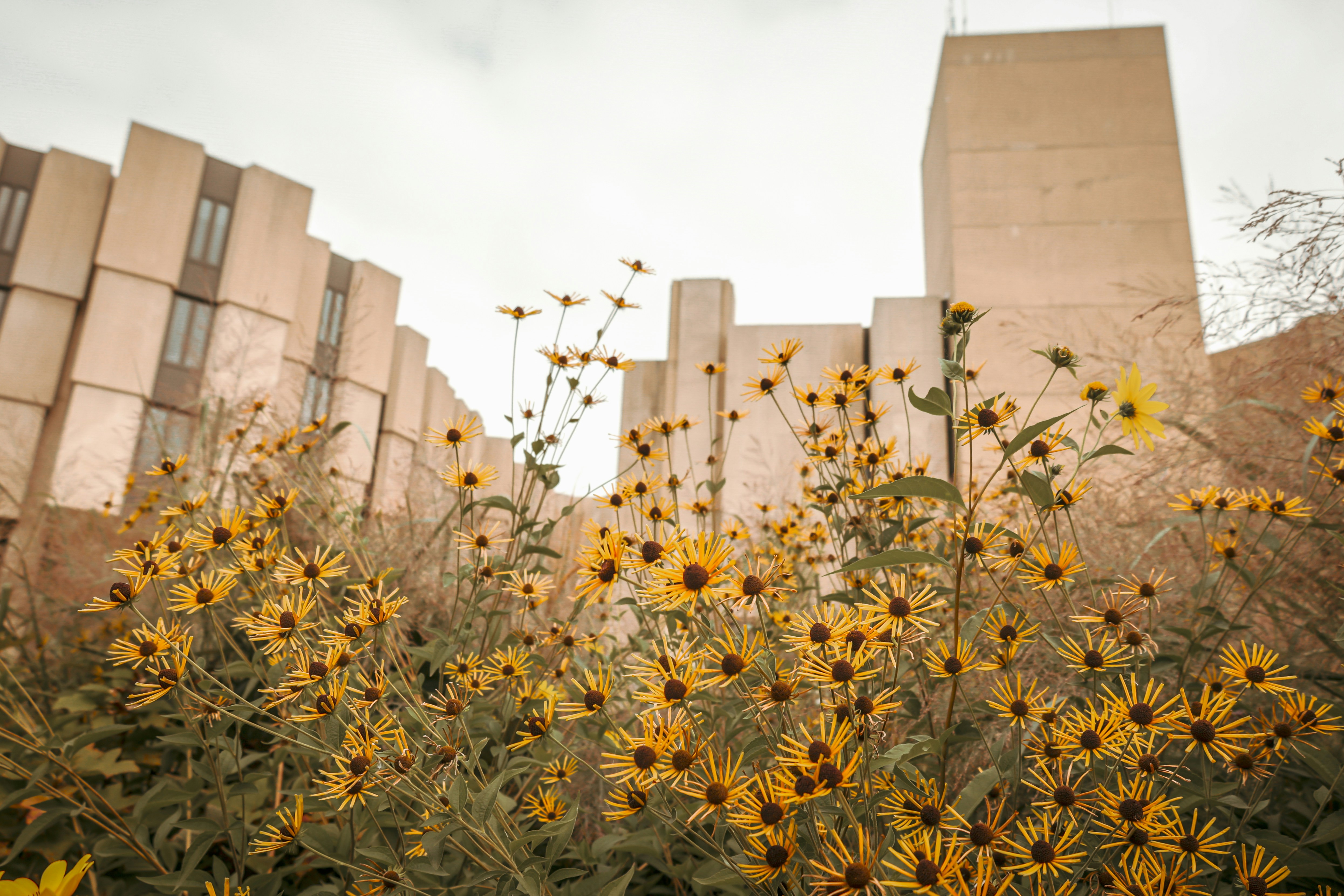 Golden Rudbeckia in a Concrete Canyon