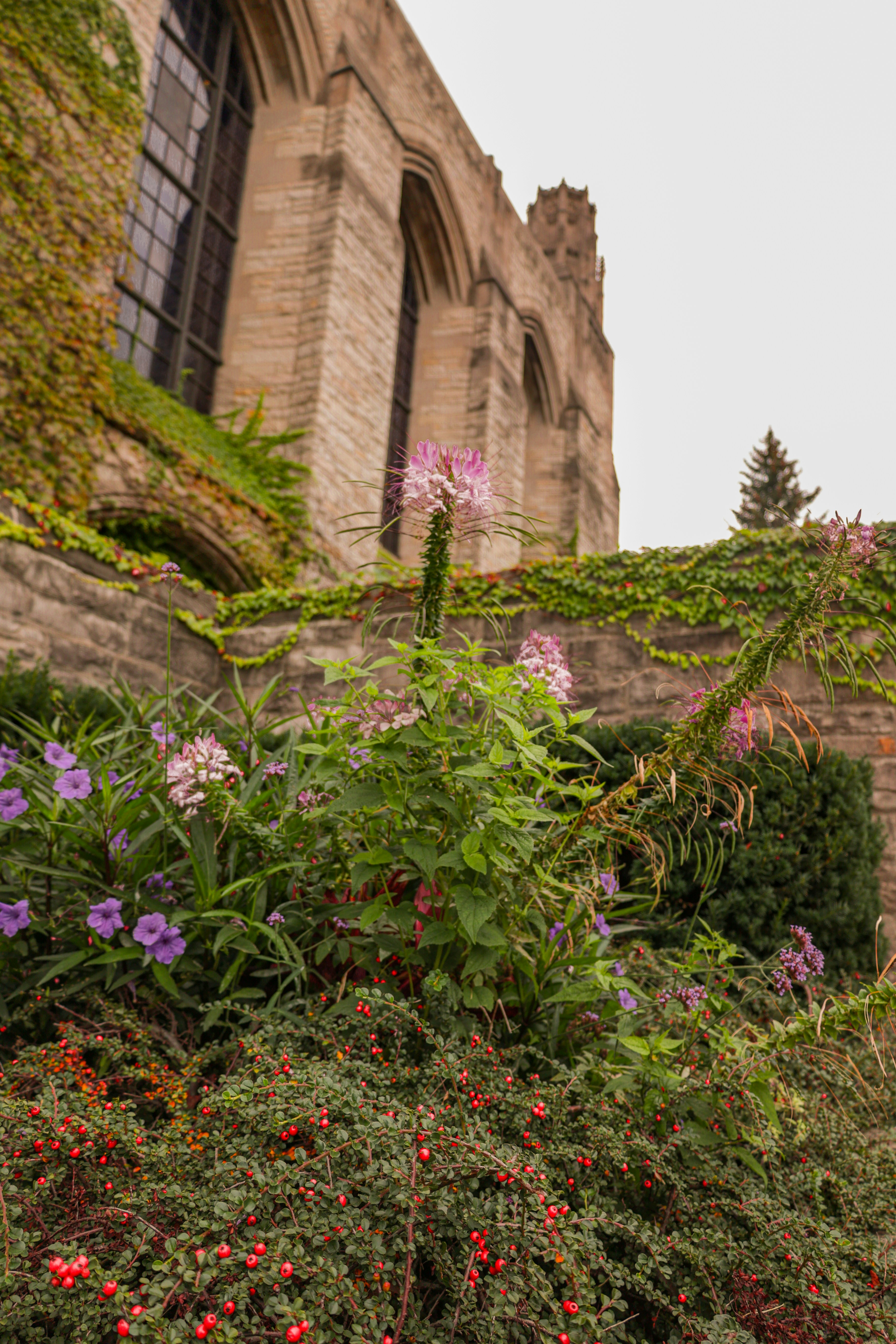 Vine-Wrapped Ruins Framed by Spring Blooms