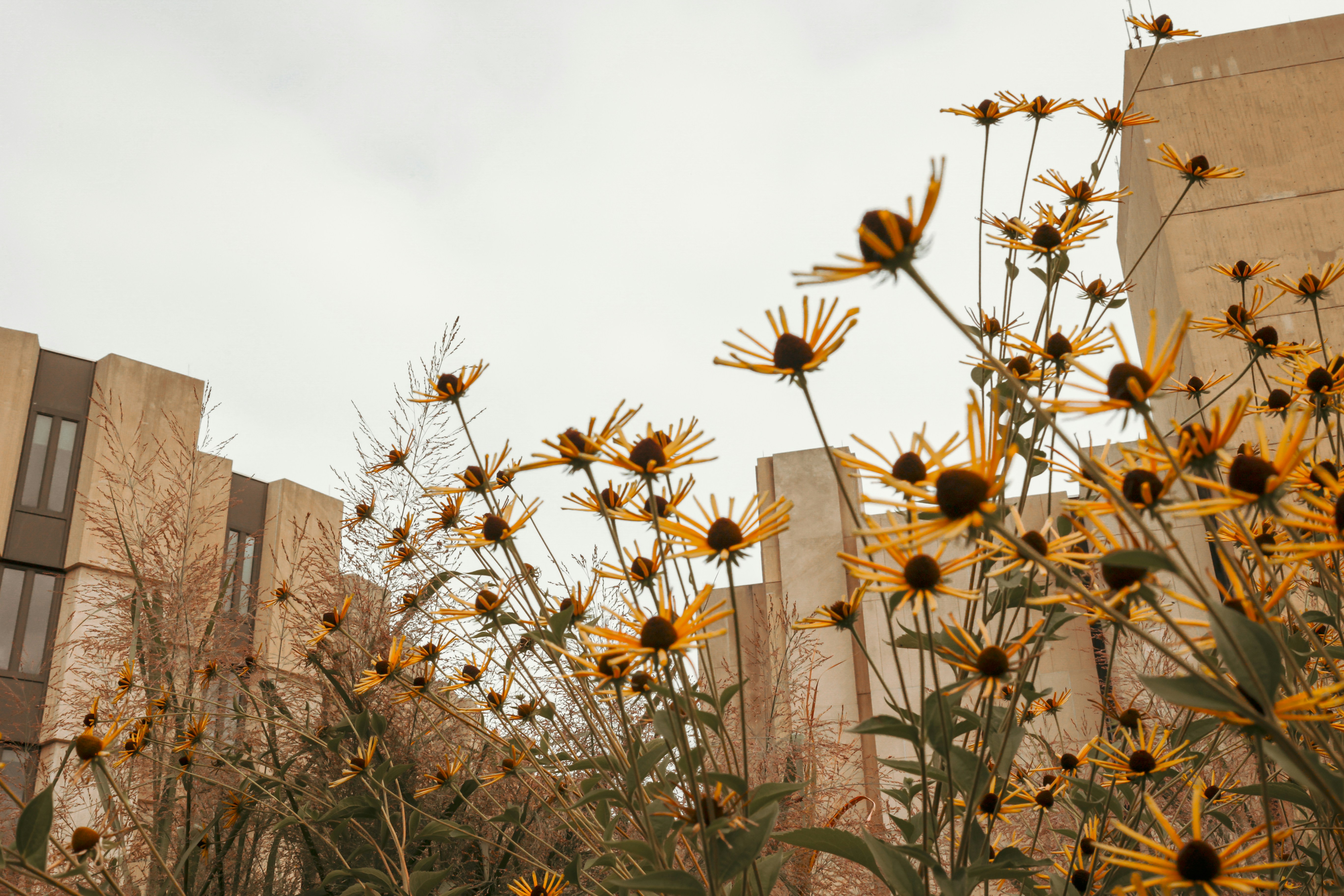 Golden Wildflowers Reclaim a Concrete Horizon