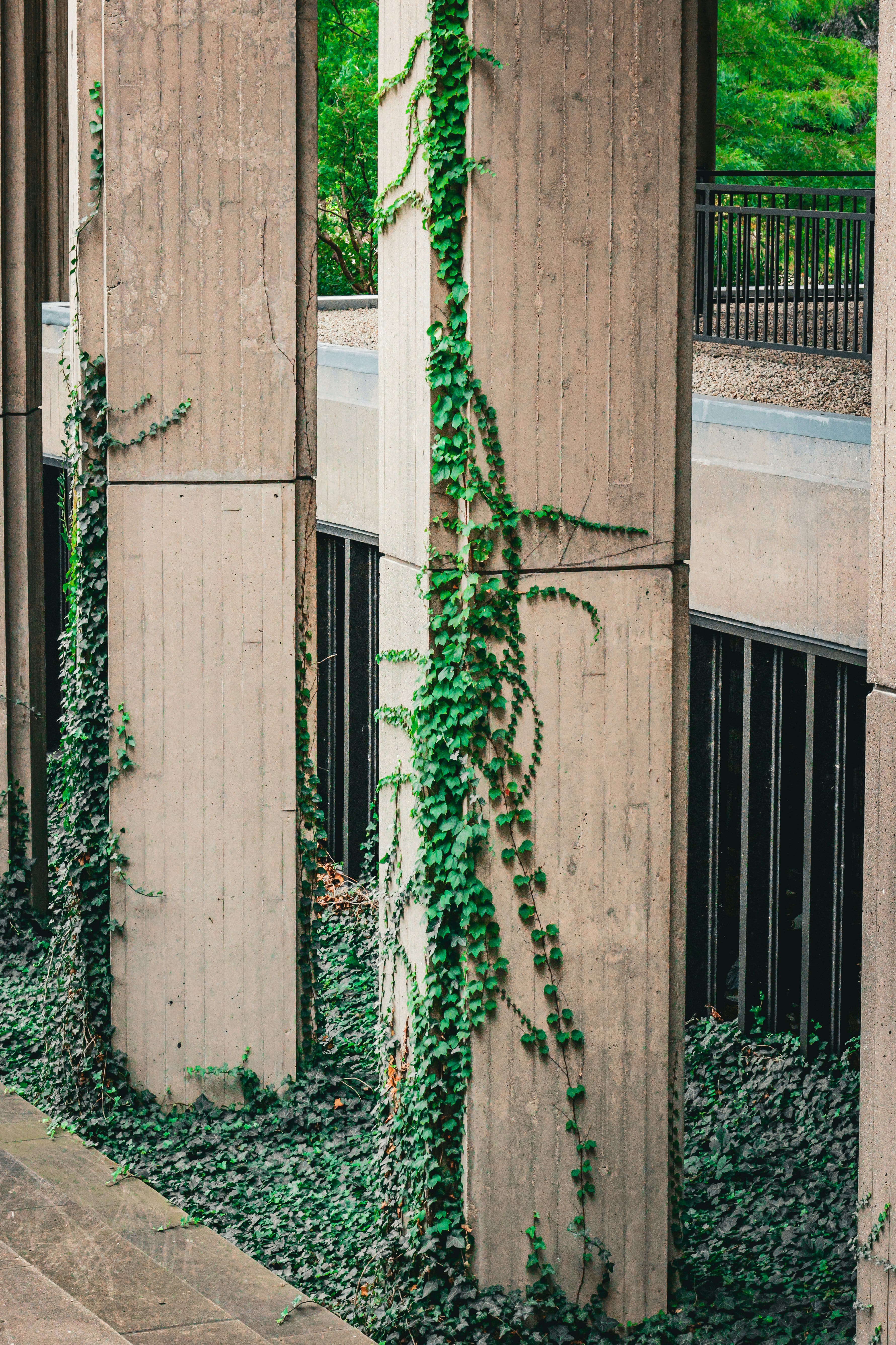 Ivy-Wrapped Columns in a Quiet Concrete Courtyard