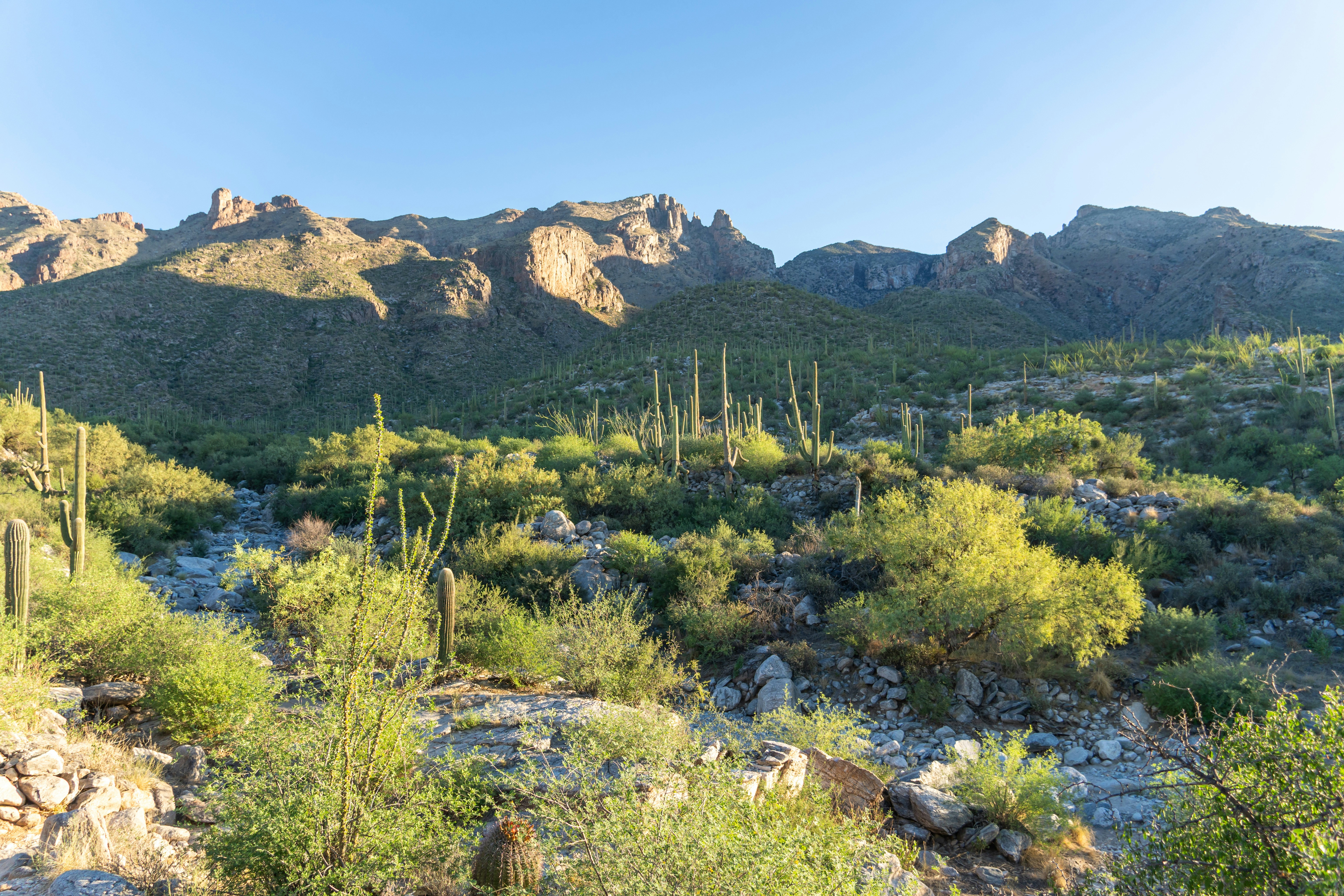 A view of a mountain range with cactus and cacti photo – Free Desert ...