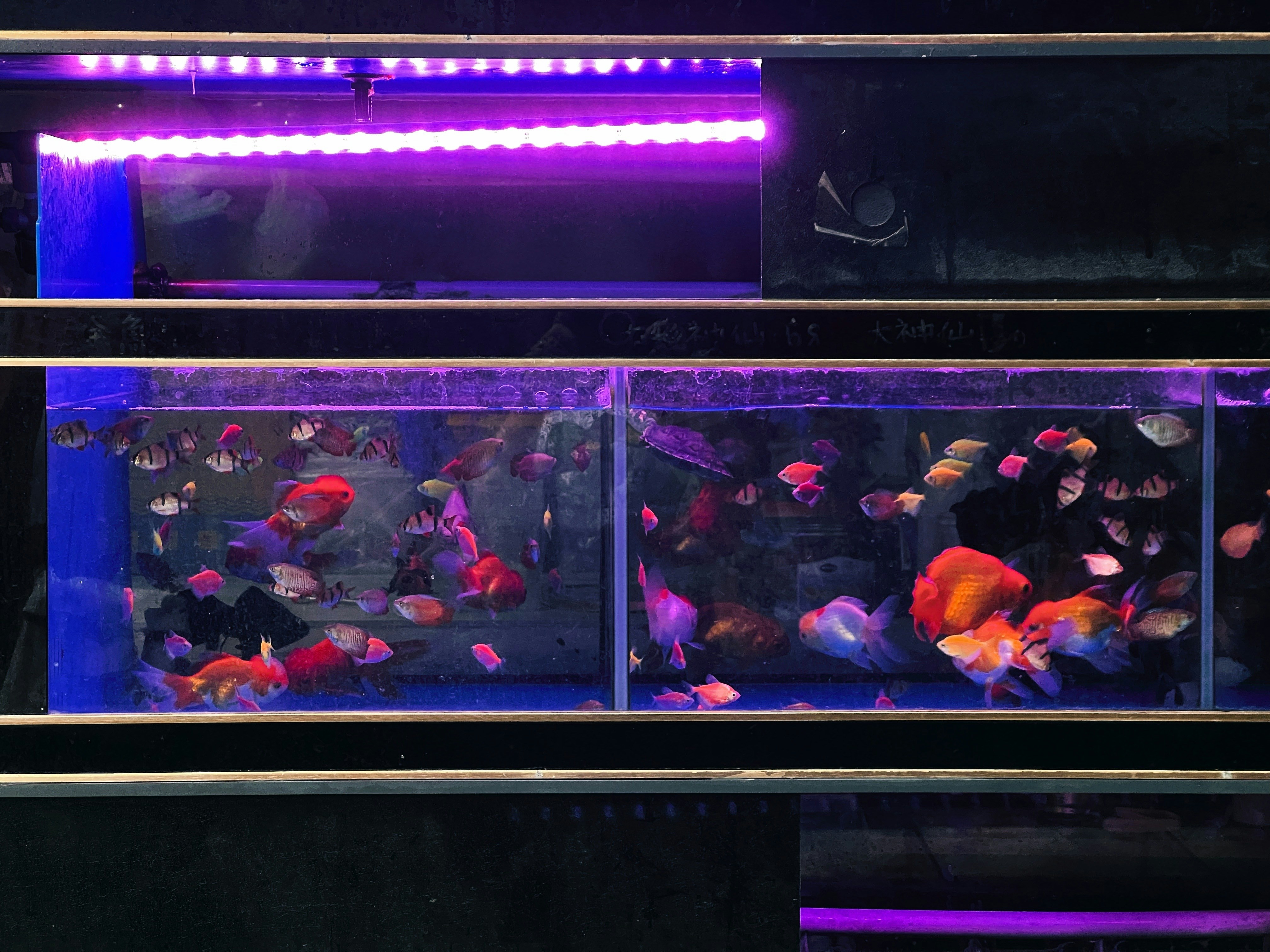 Roman Atwood's New Fish Tank Pictures | Download Free Images on Unsplash