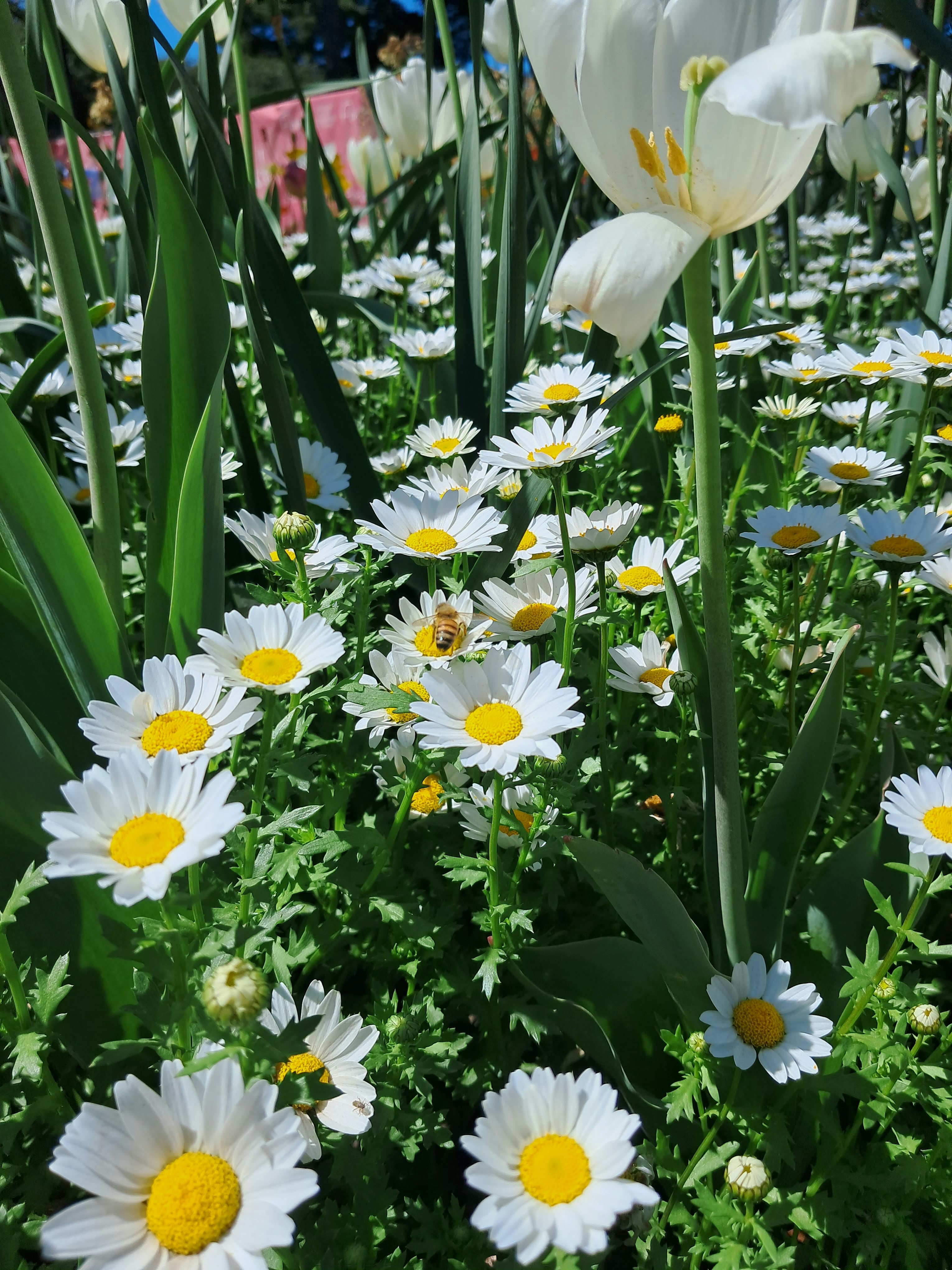 Close-up of a sunlit bed of daisies with bright yellow centers, framed by tall green leaves and white tulips.