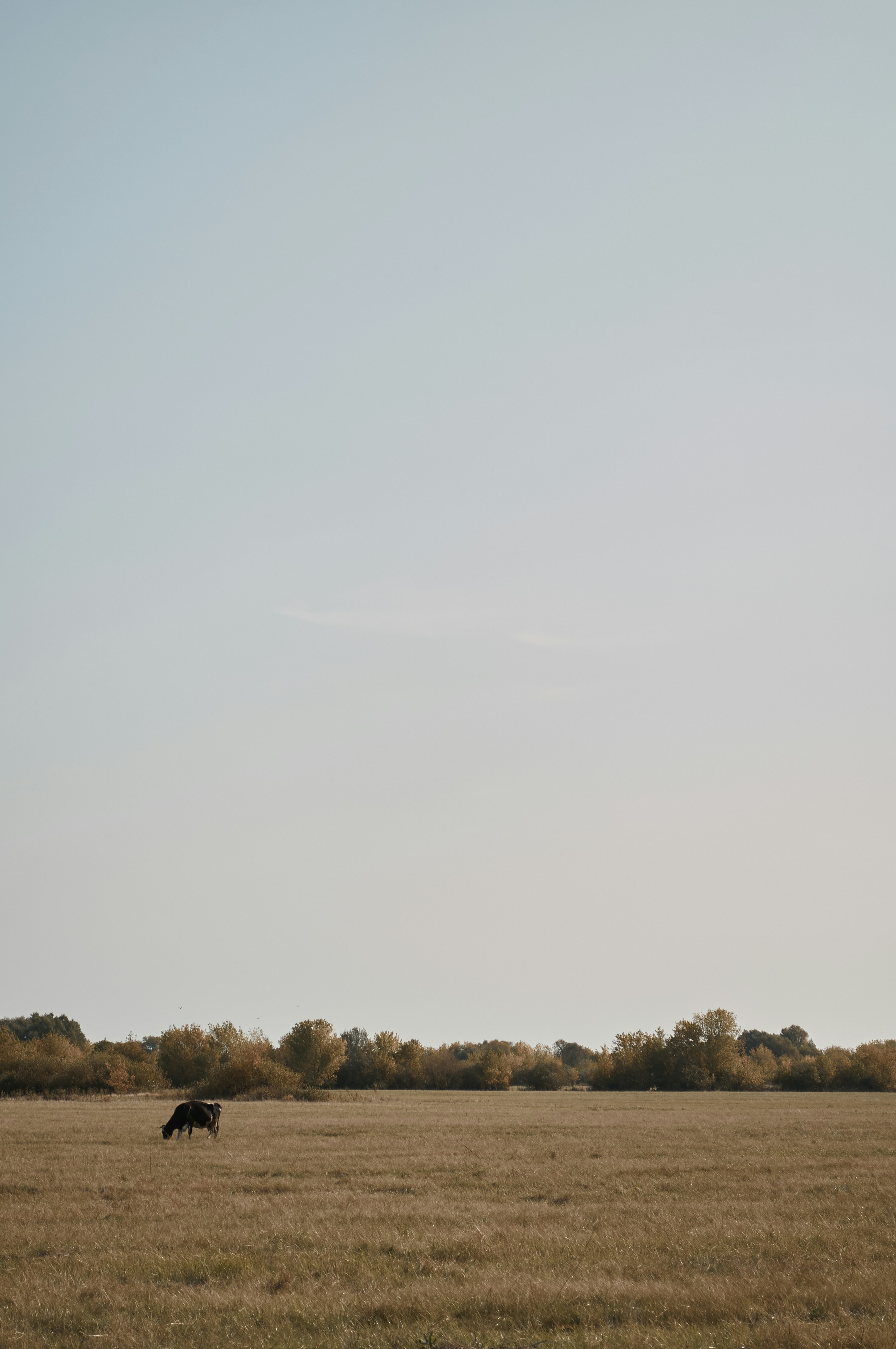 Horizon’s Quiet Sentinel: A lone silhouette in the grassland