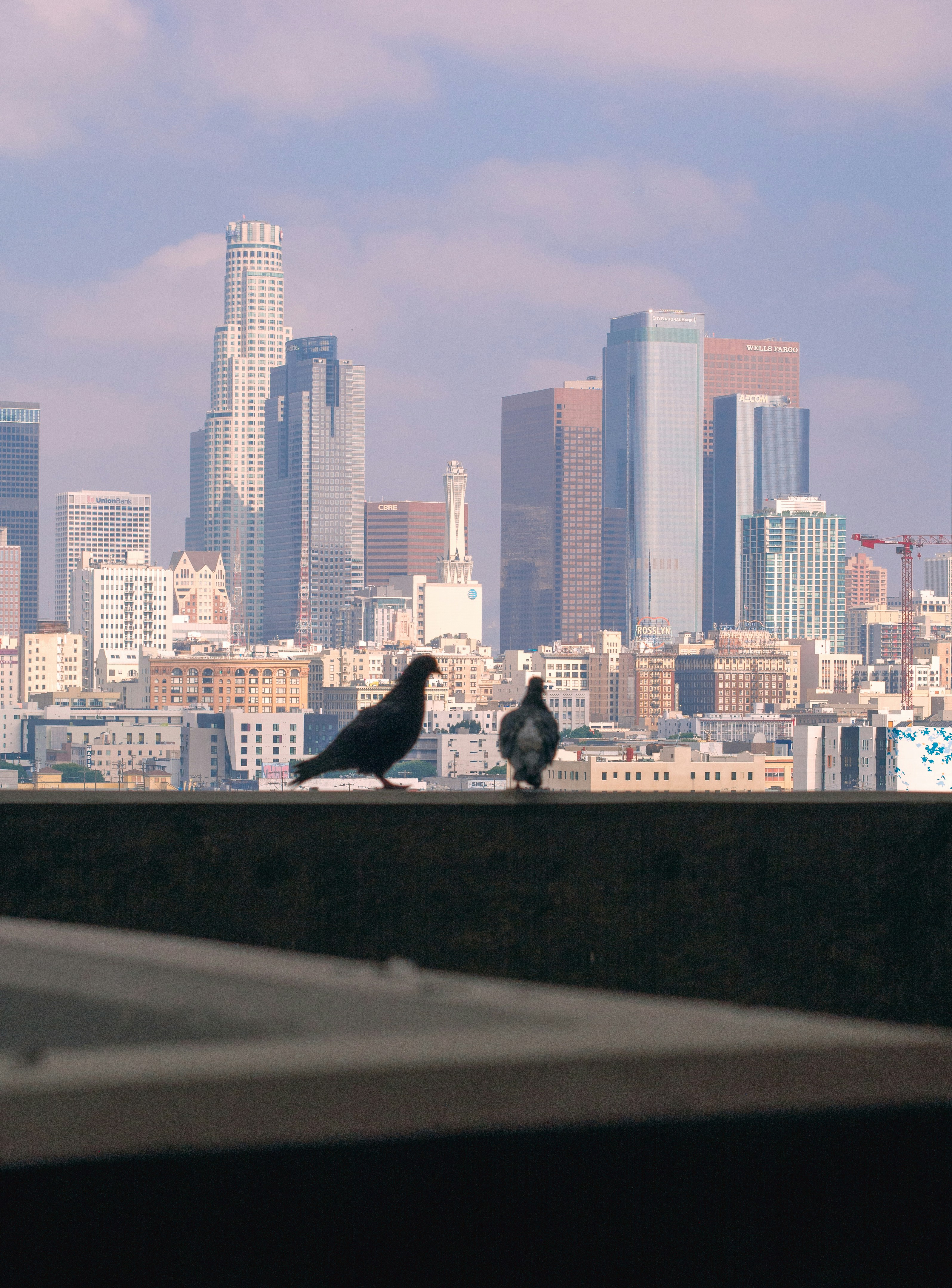 Two Pigeons on a Rooftop, Framed by a Distant Downtown Skyline