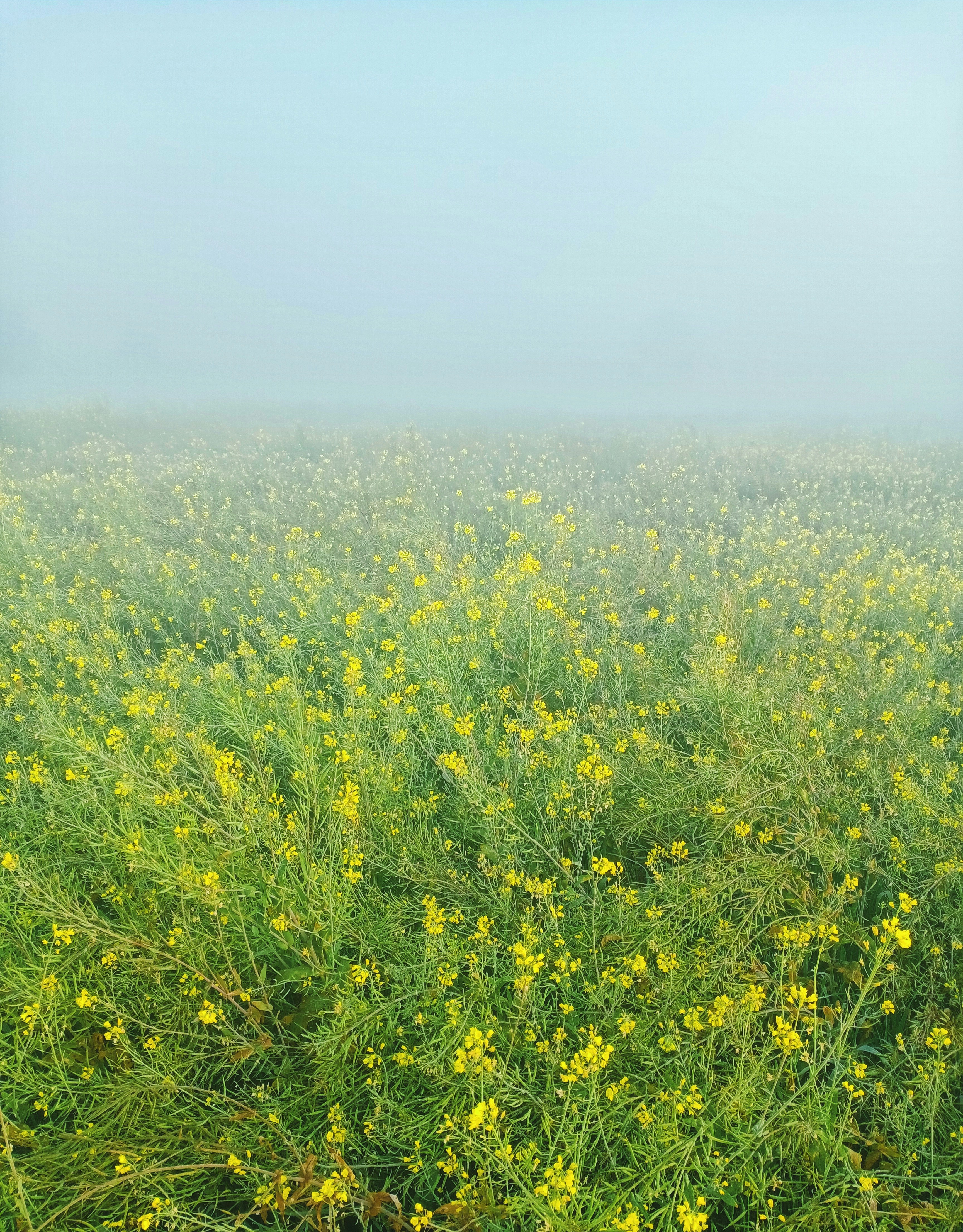 Soft morning mist blankets a vast field of yellow mustard blossoms, captured as a tranquil landscape photograph. The hazy horizon emphasizes depth and calm.