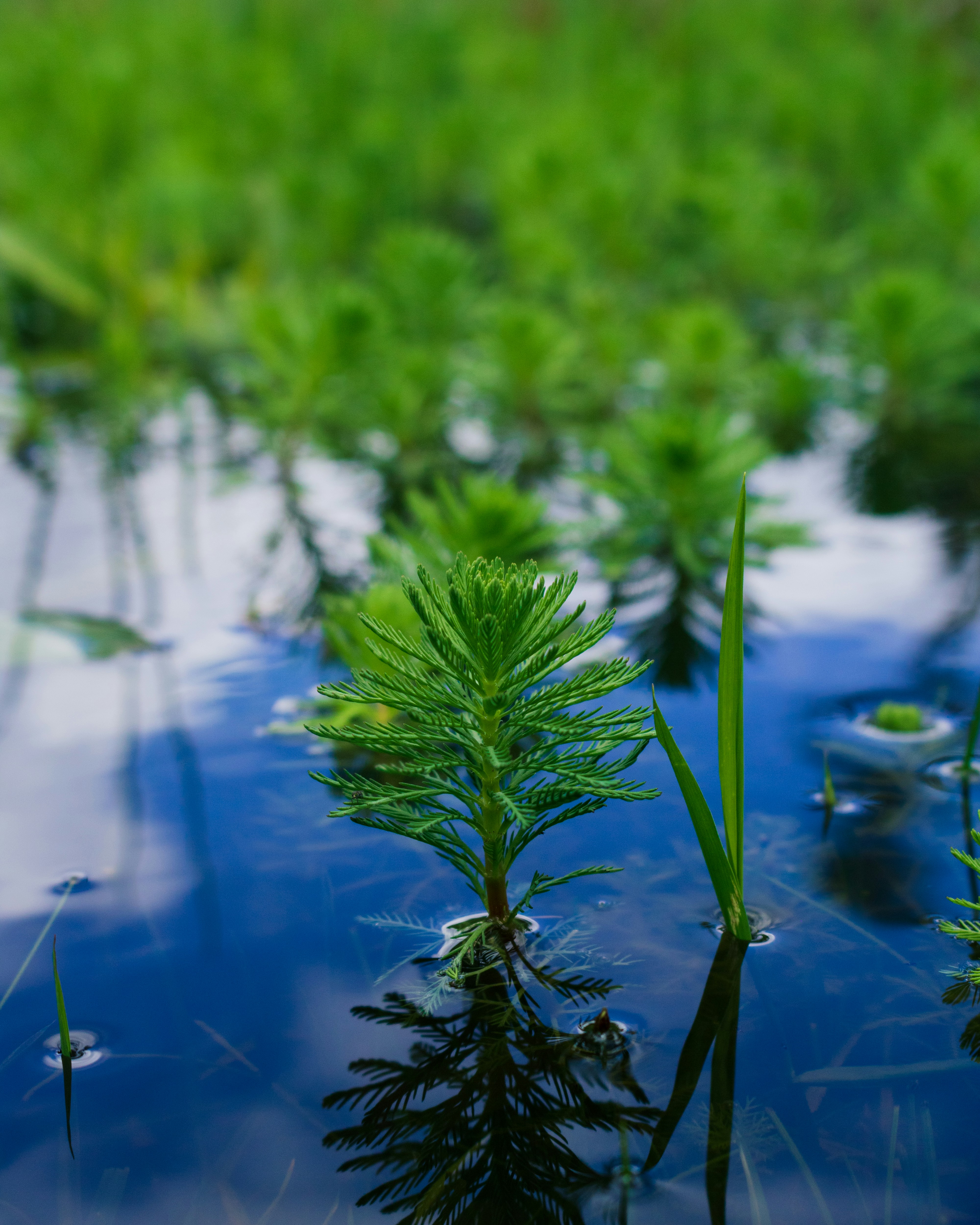 Emerald Fern Rising From a Glassy Pond