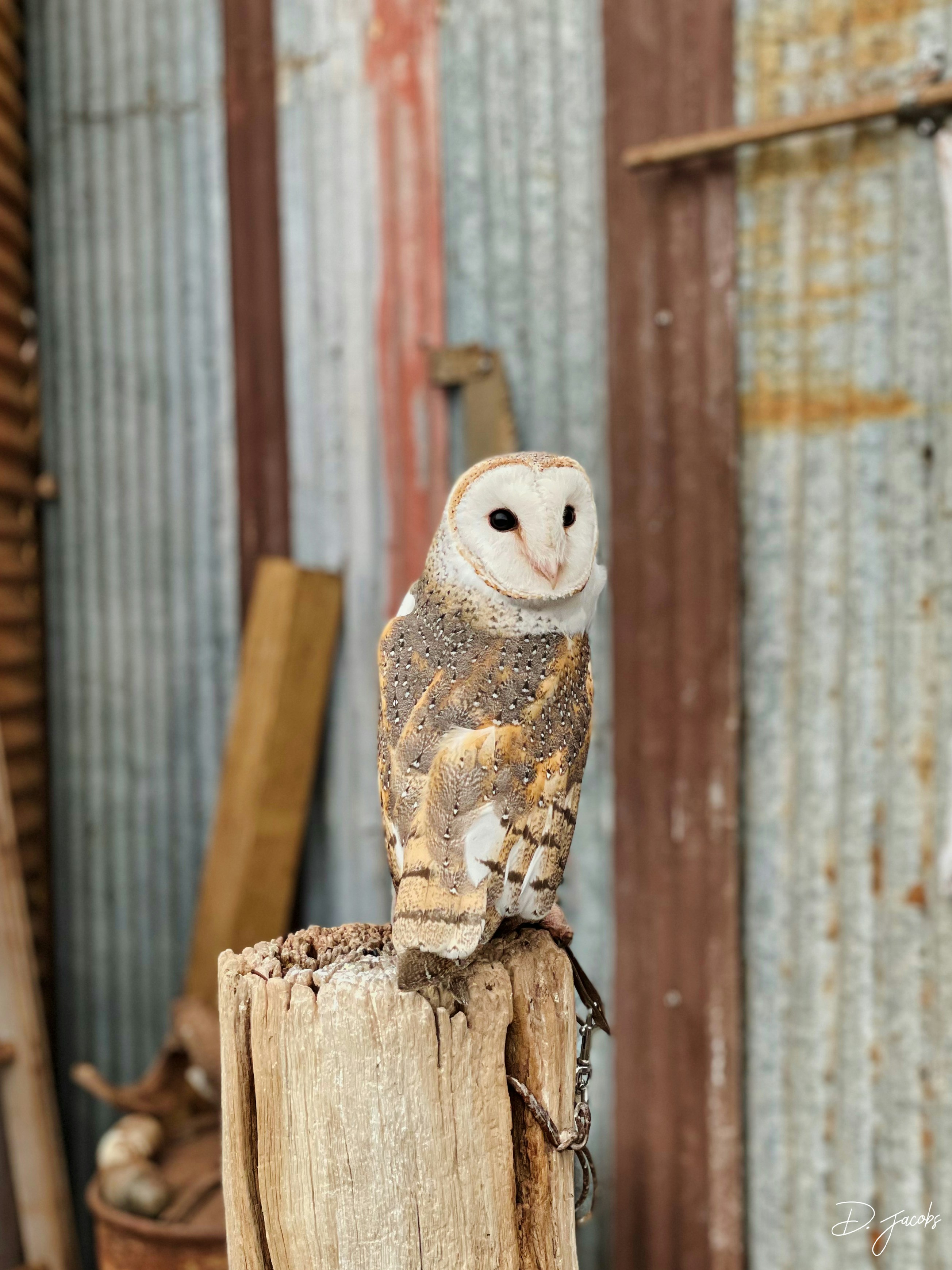 Barn Owl Sentinel: Weathered Post Amid Rusted Panels