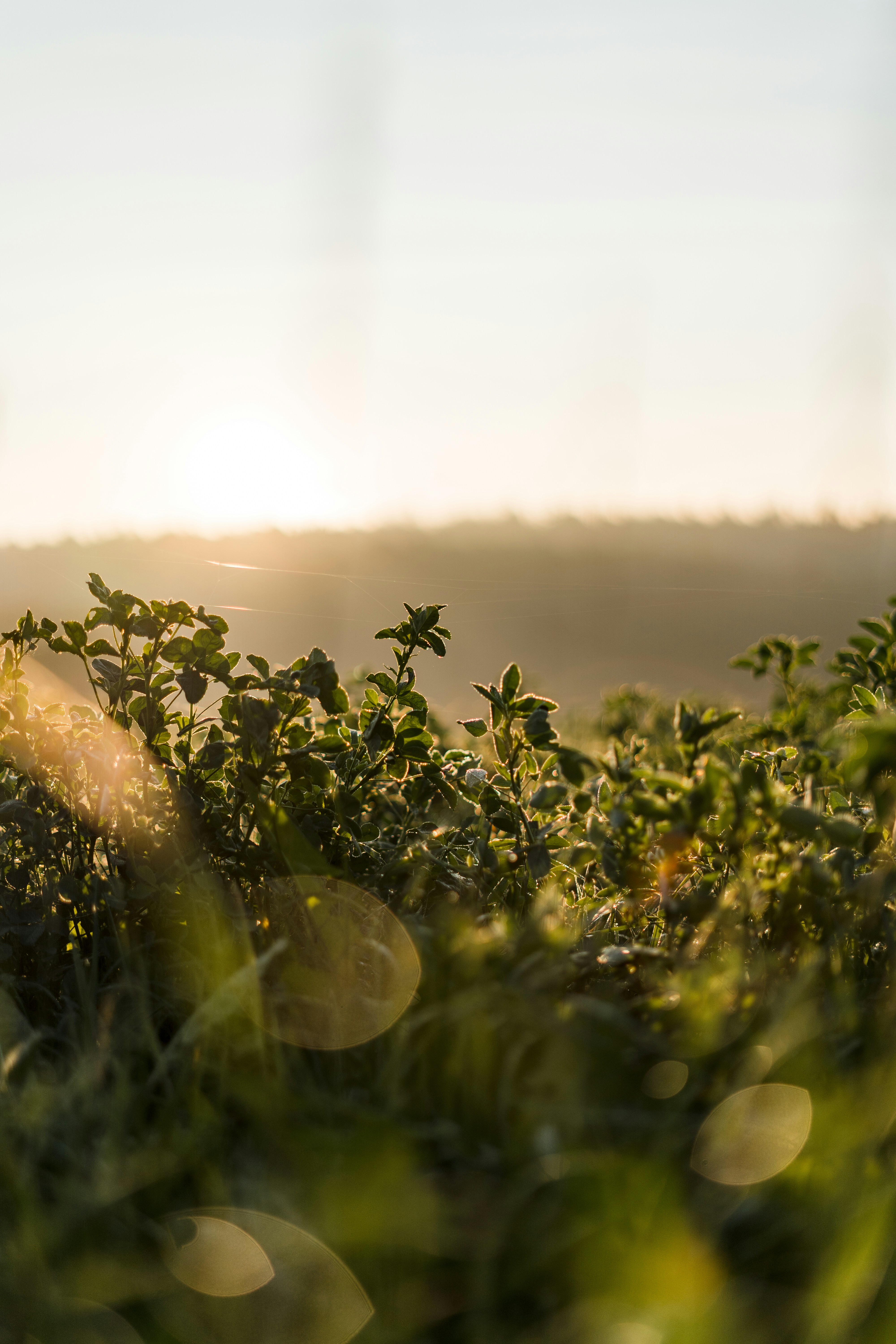 Sunrise illuminating dewy green plants in a field with a soft, blurred background.