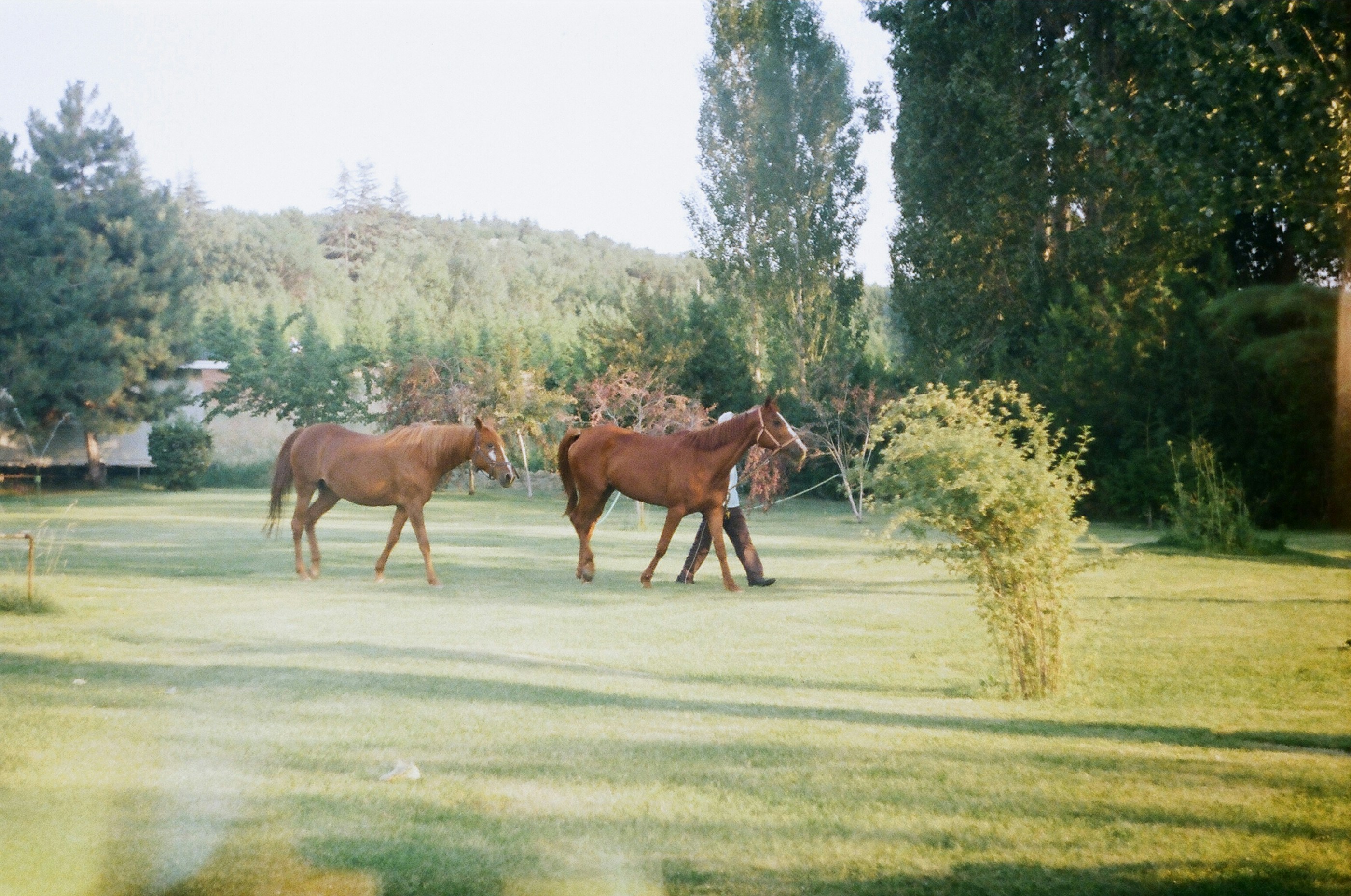 A photograph of two chestnut horses strolling across a sunlit park lawn as a person guides them nearby, a tranquil rural moment captured in soft, warm tones.