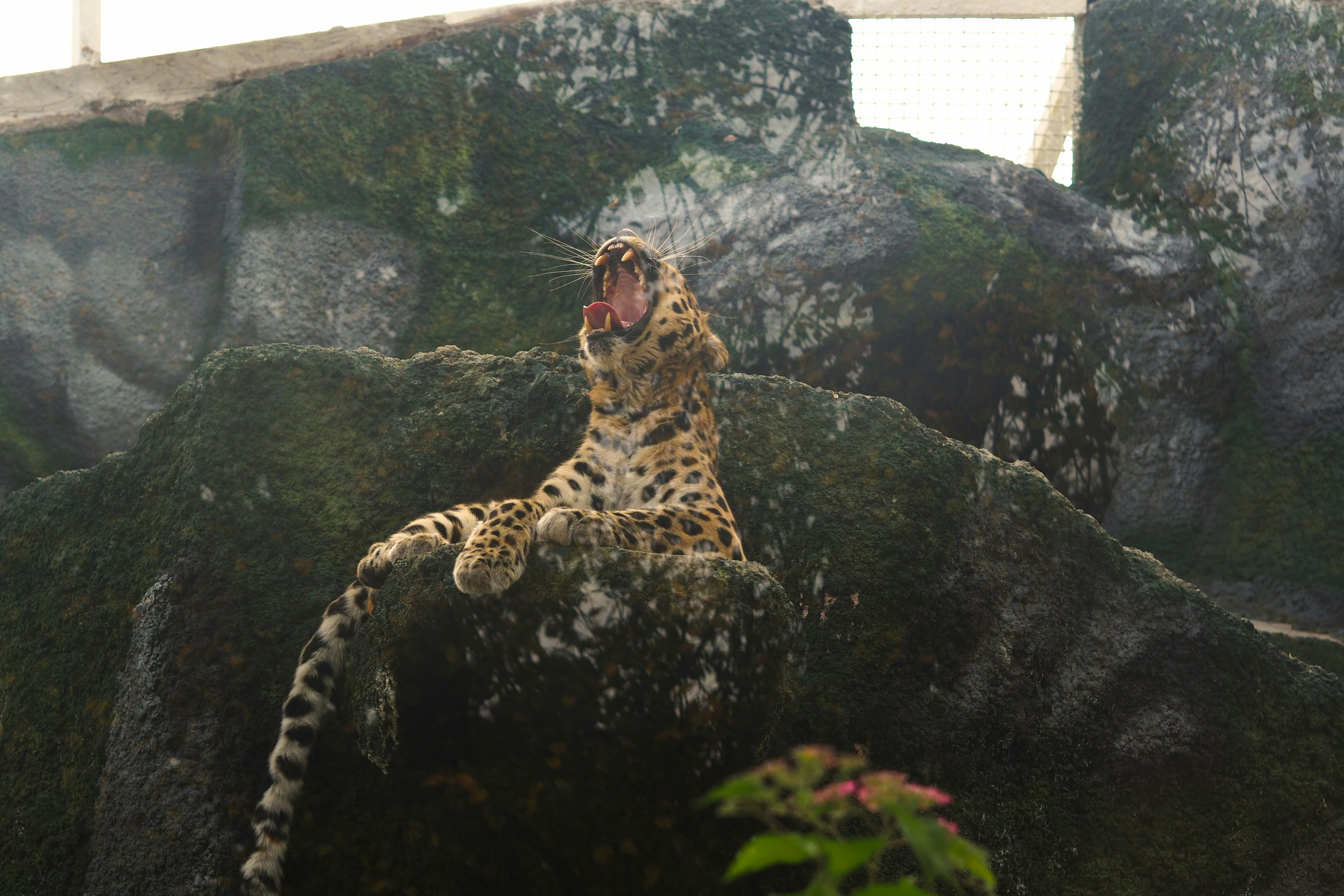 Leopard's Morning Yawn on a Mossy Rock Inside a Glass Enclosure