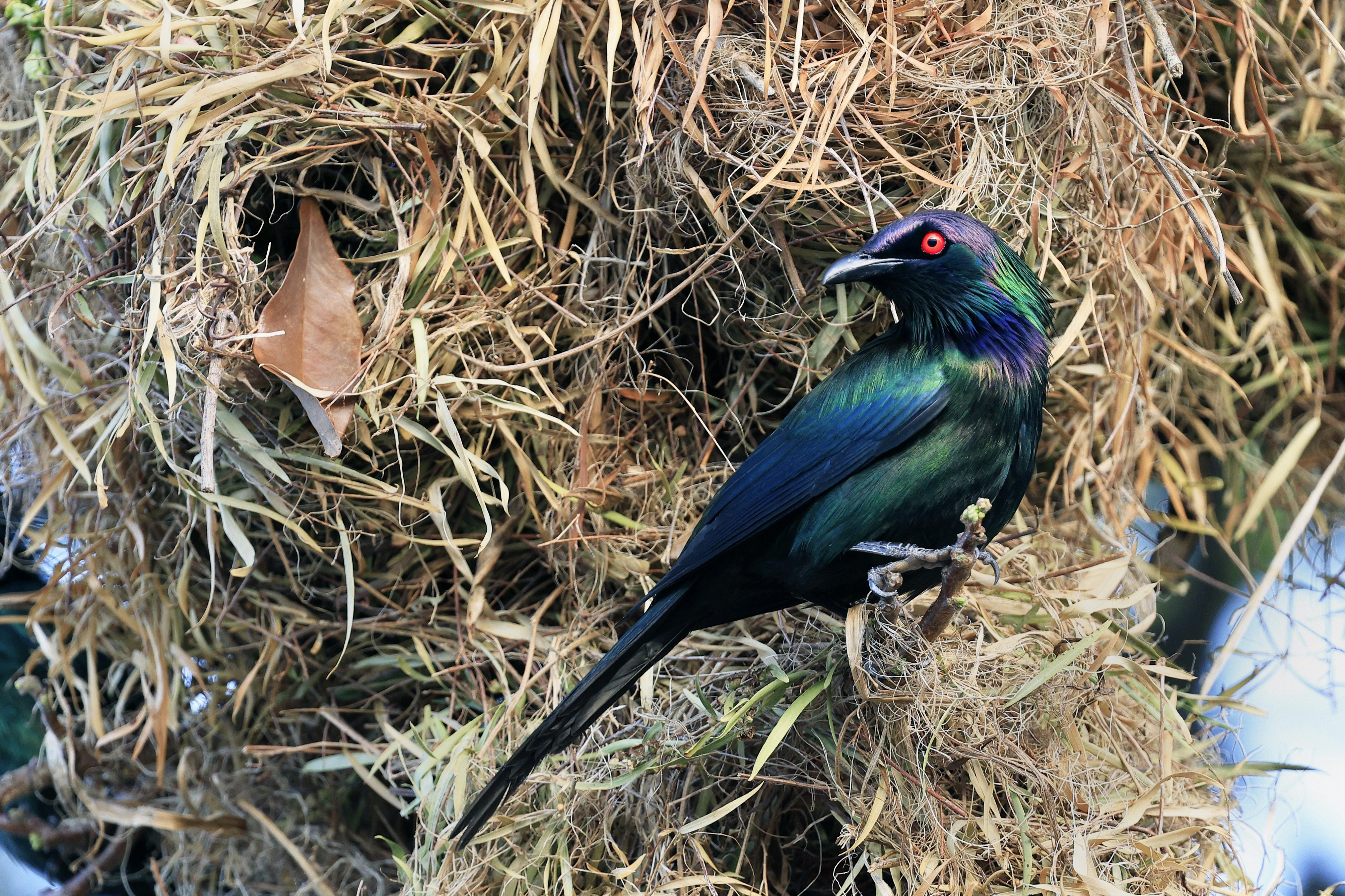 Iridescent glossy starling perched on a nest of dried grass, its vivid green-blue plumage contrasts with the textured natural backdrop.