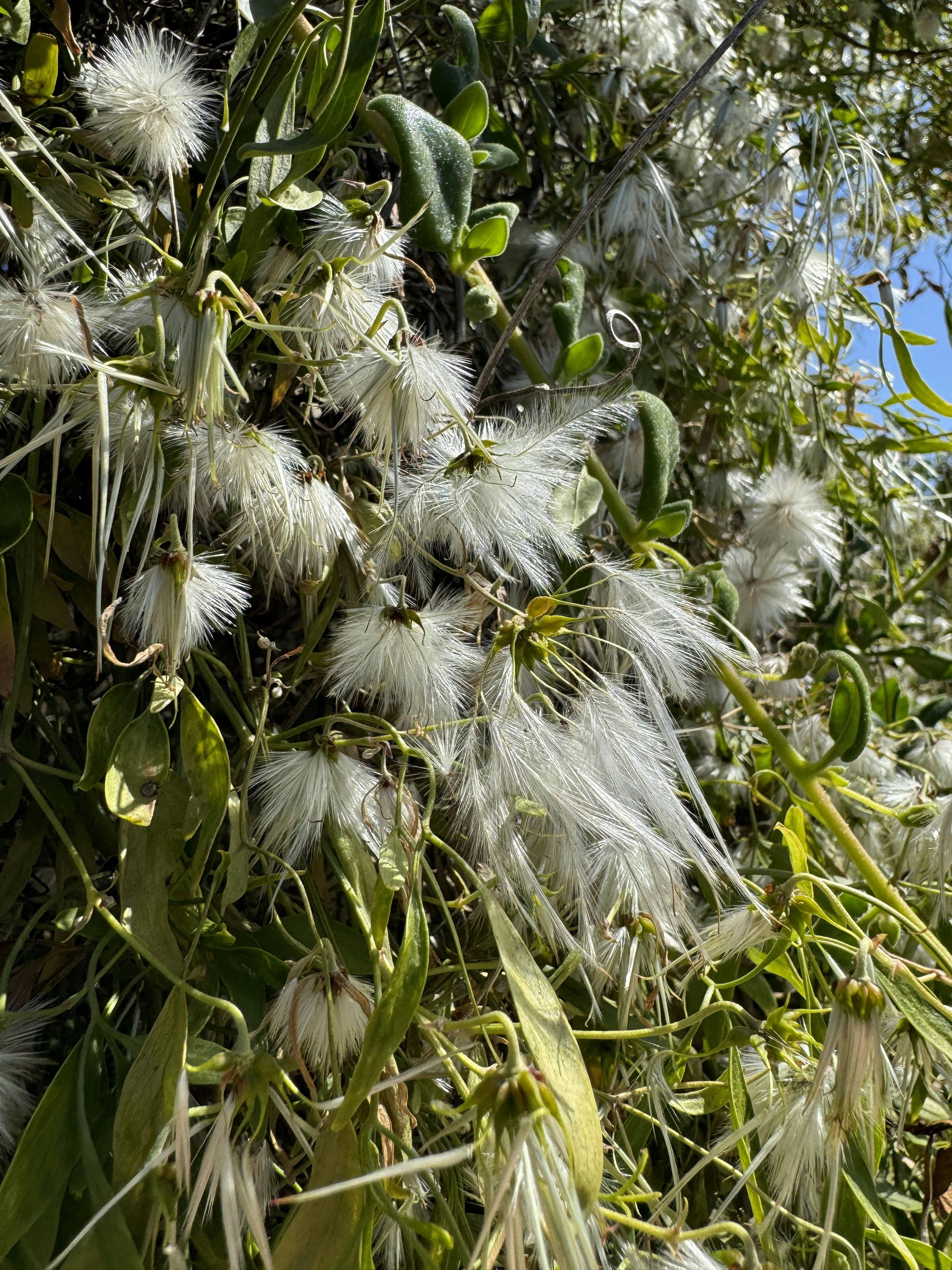 Whispers of the Wind: Fuzzy Flora in Sunlight