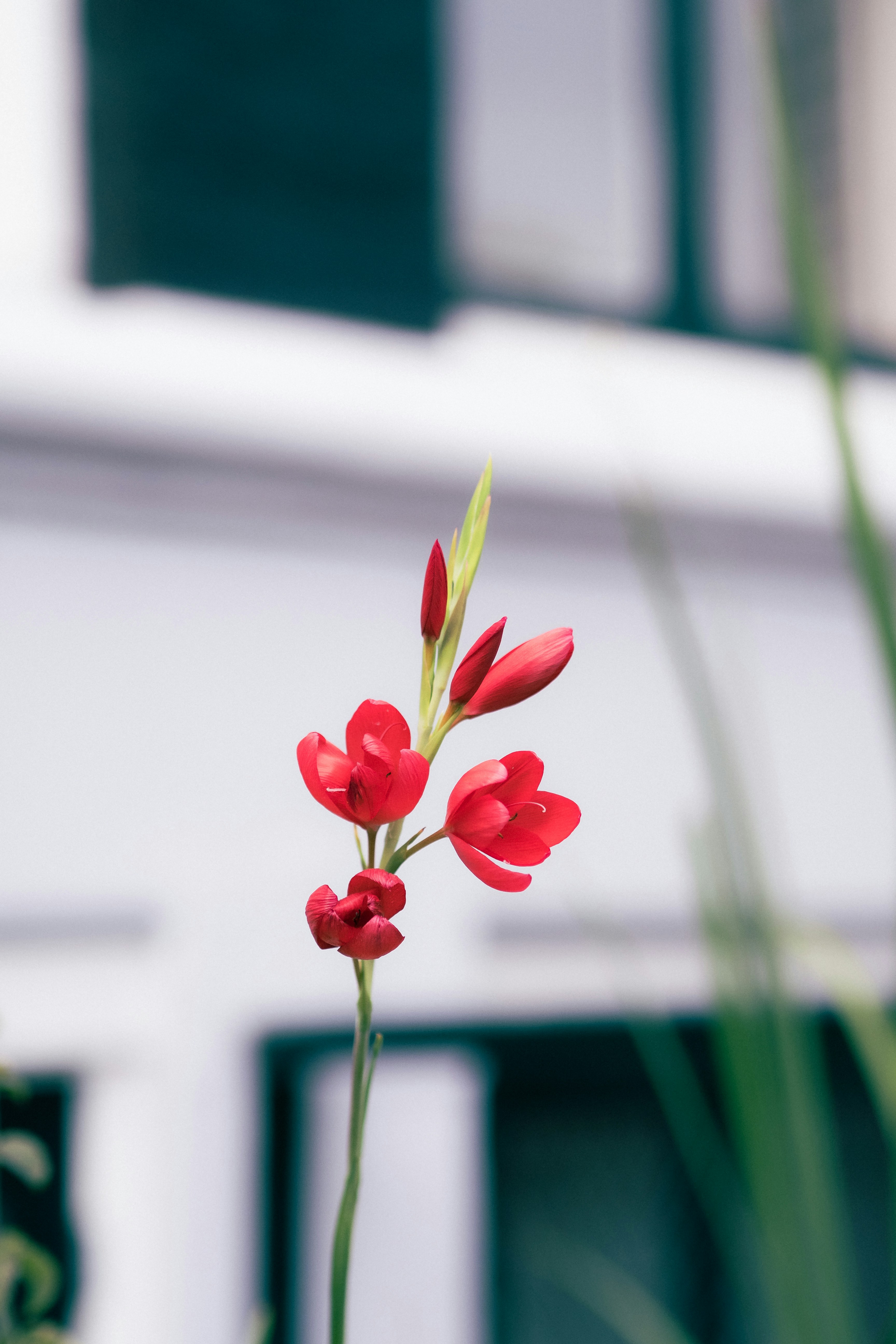 Crimson bloom rises against a softly blurred urban canvas