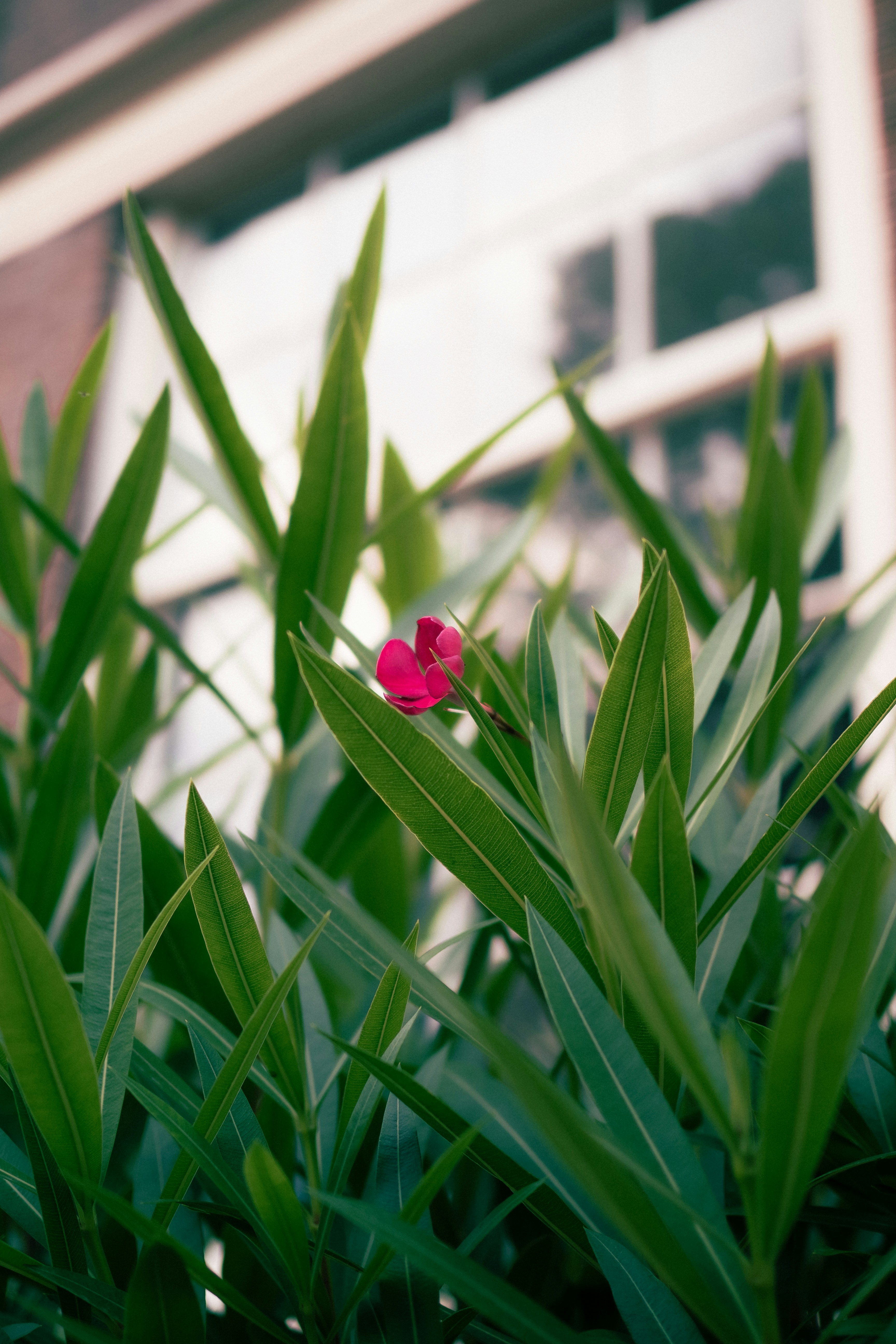 Pink Blossom Piercing the Green Sea