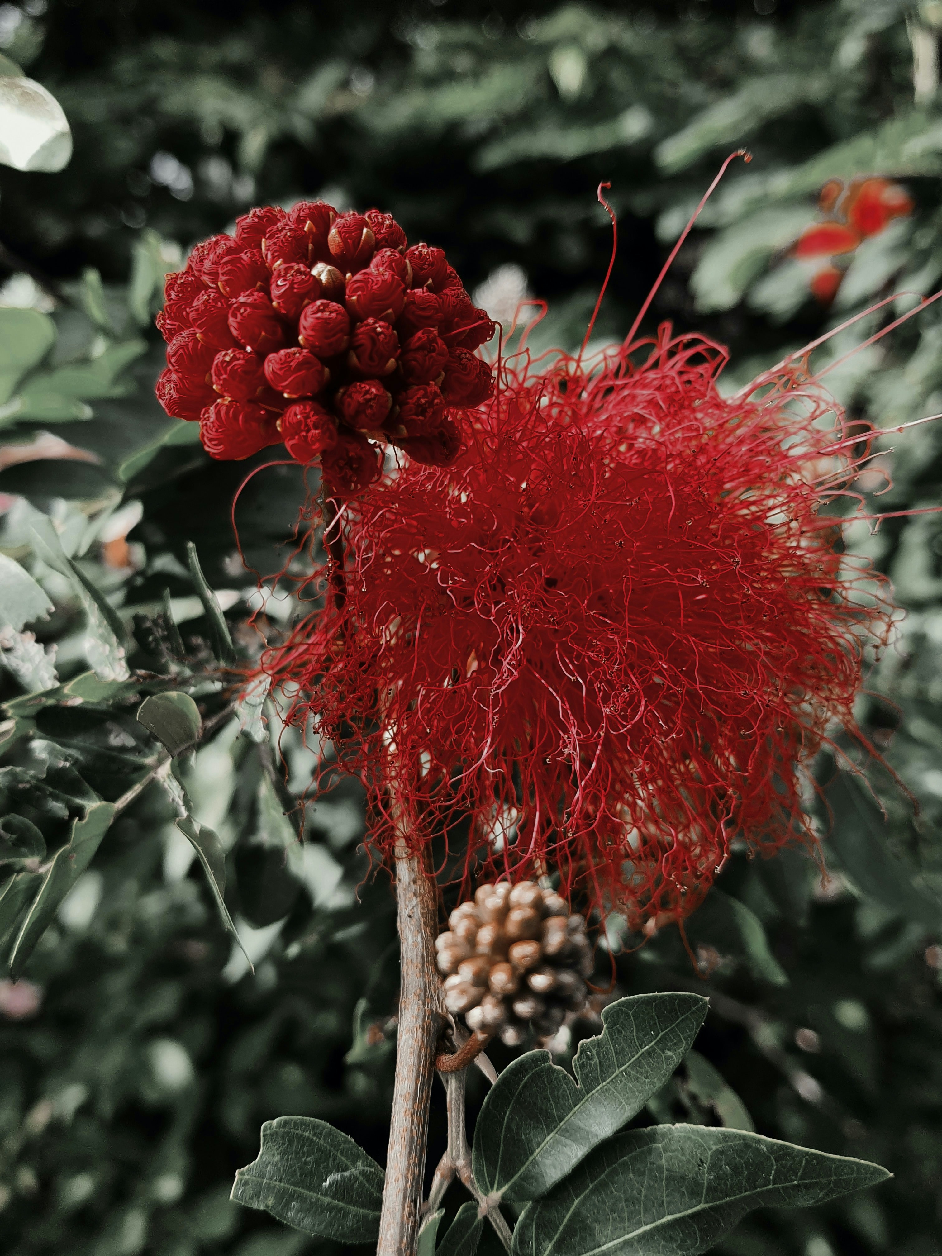 A close up of a red flower on a tree photo – Free Flower Image on Unsplash