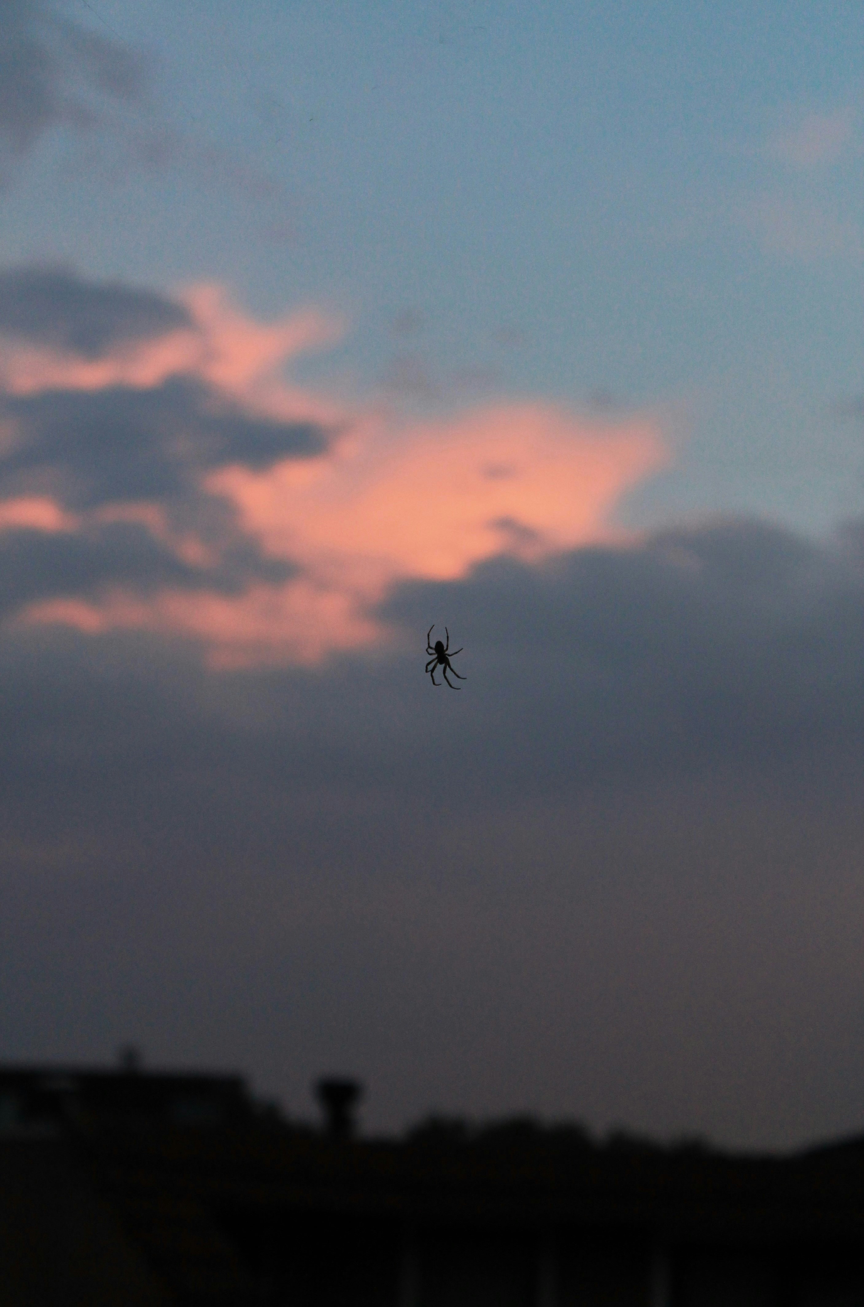 Silhouette in the Dusk: A Spider Drifts Among Clouded Light