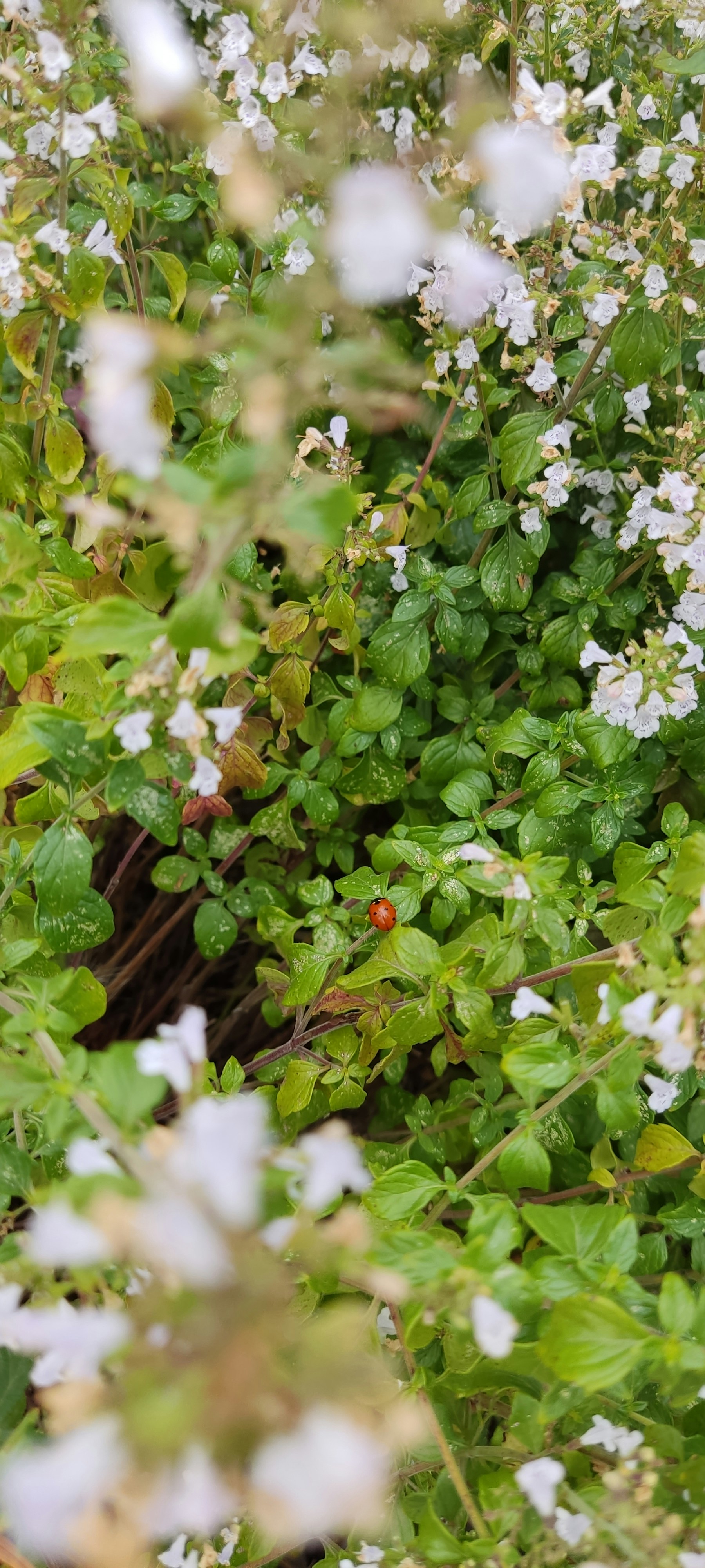 A ladybird hiding in the green and floral foliage