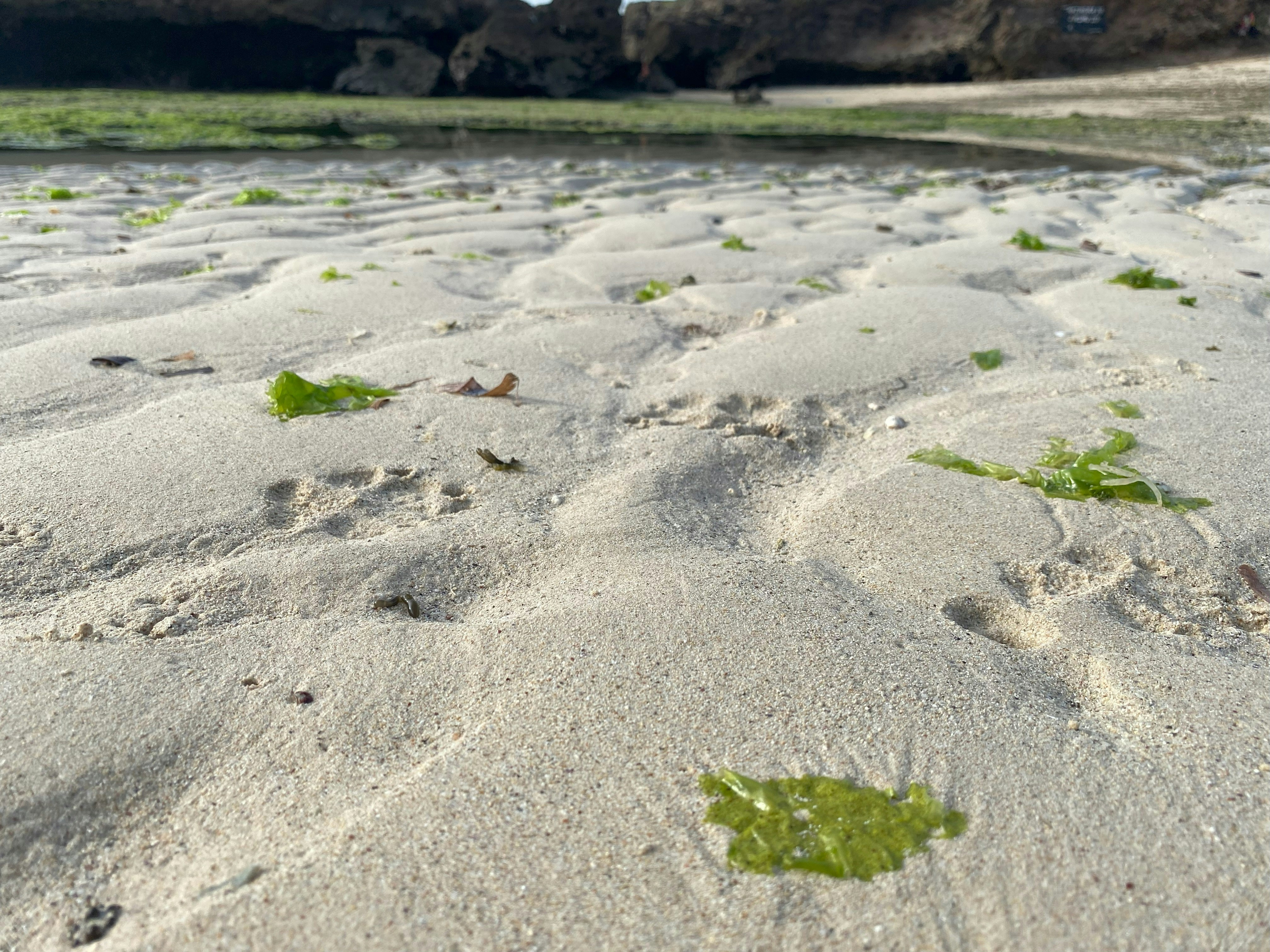 Ripples of Sand and Seaweed
