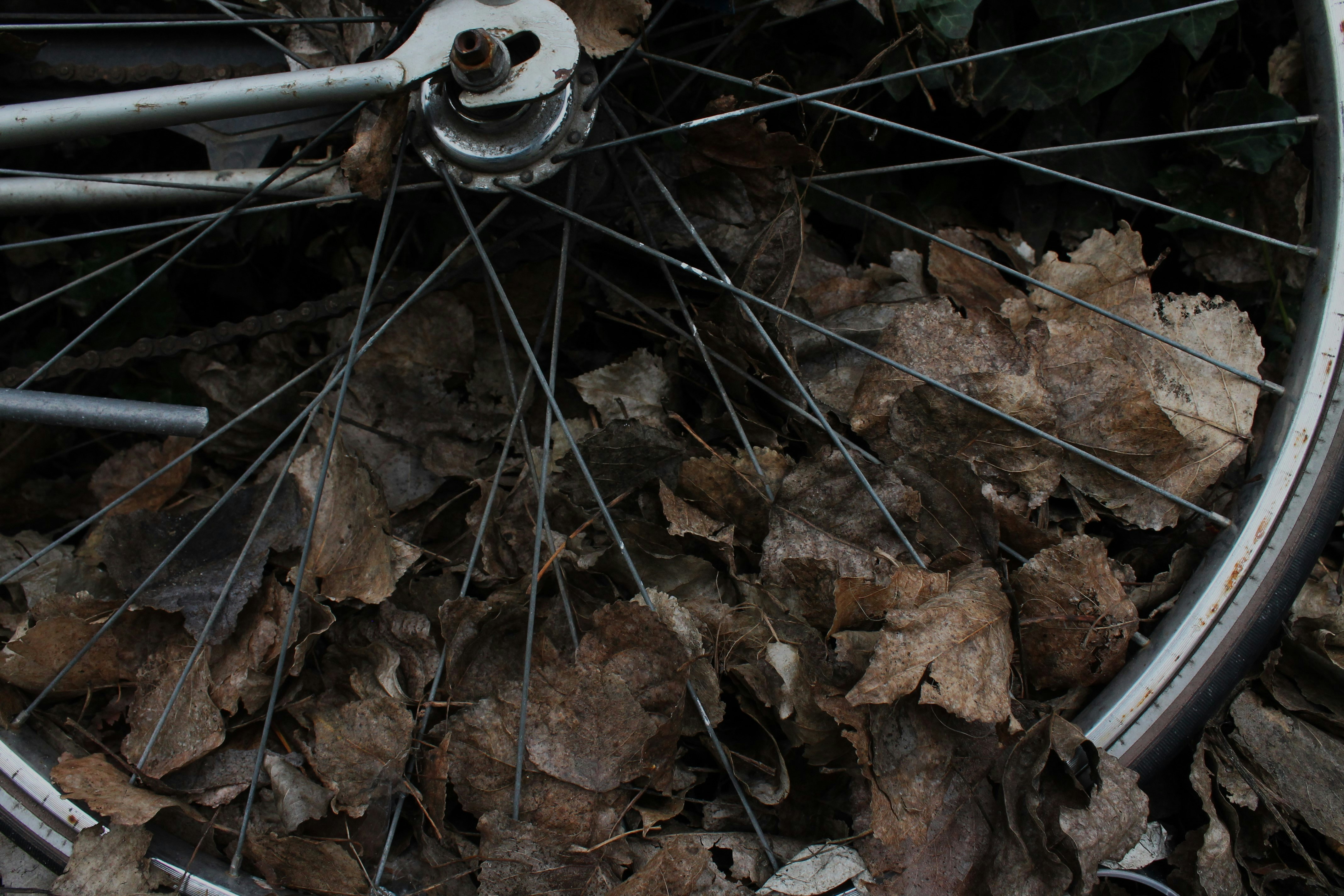 A bicycle wheel partially buried in a blanket of dry leaves, evoking a sense of nostalgia and neglect.