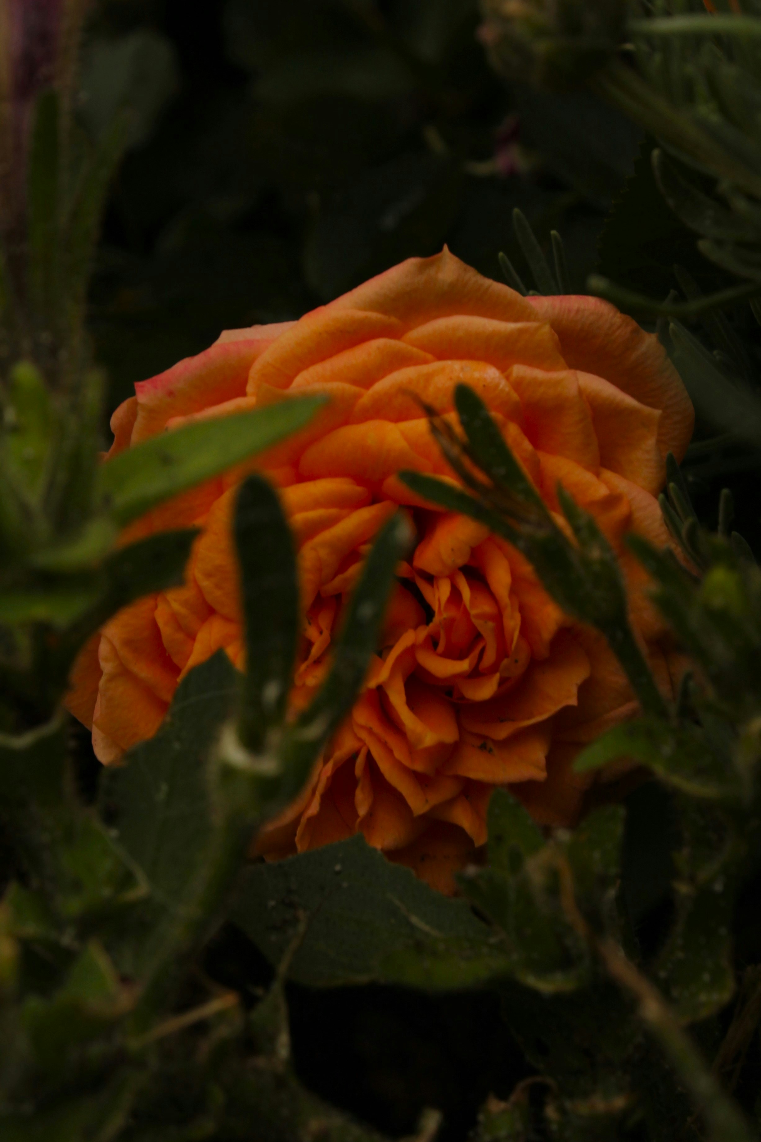 Photo by Wiktoria Skrzekotowska with Canon EOS 1100D