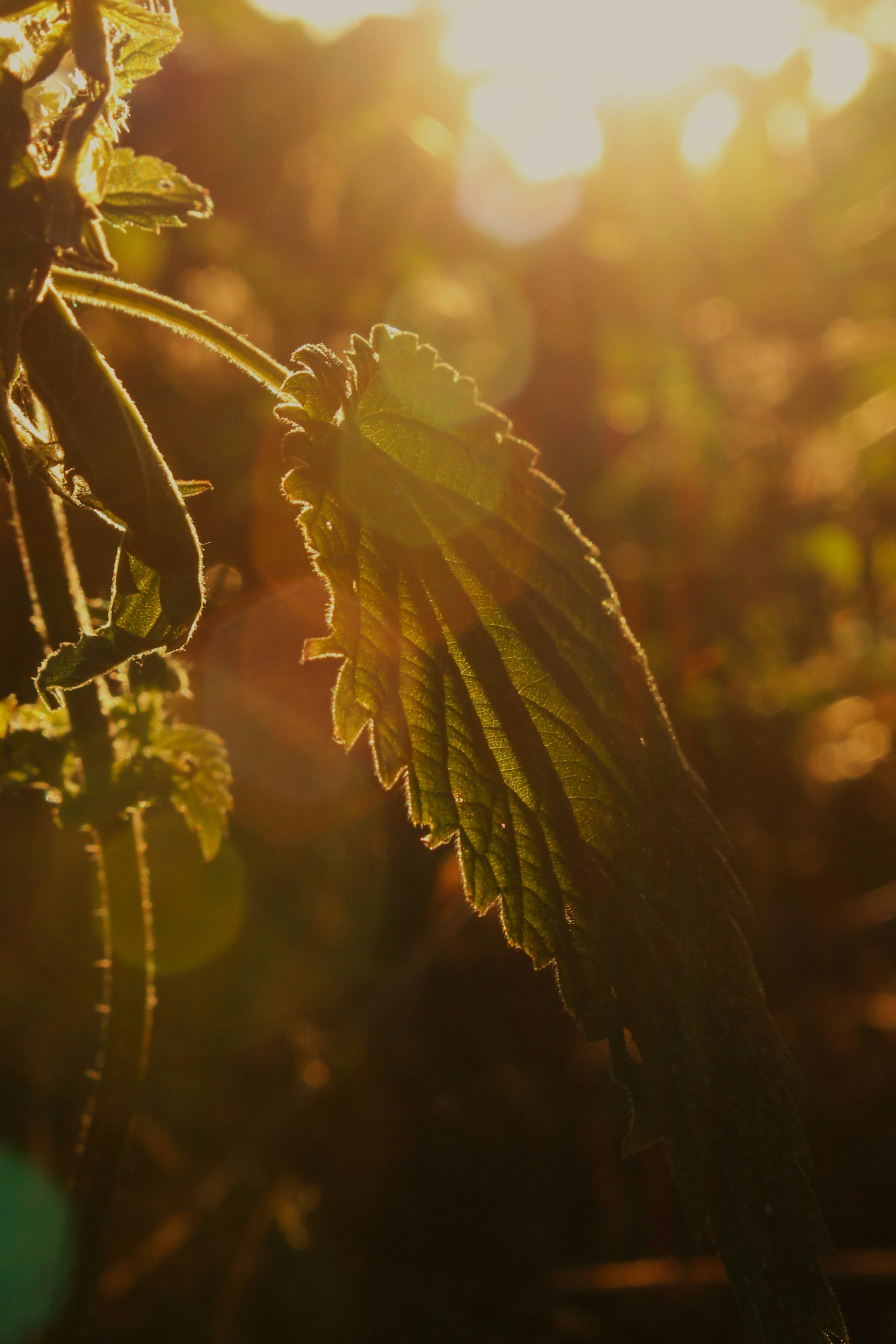 Amber Backlight on a Serrated Leaf: A Quiet Sunlit Portrait