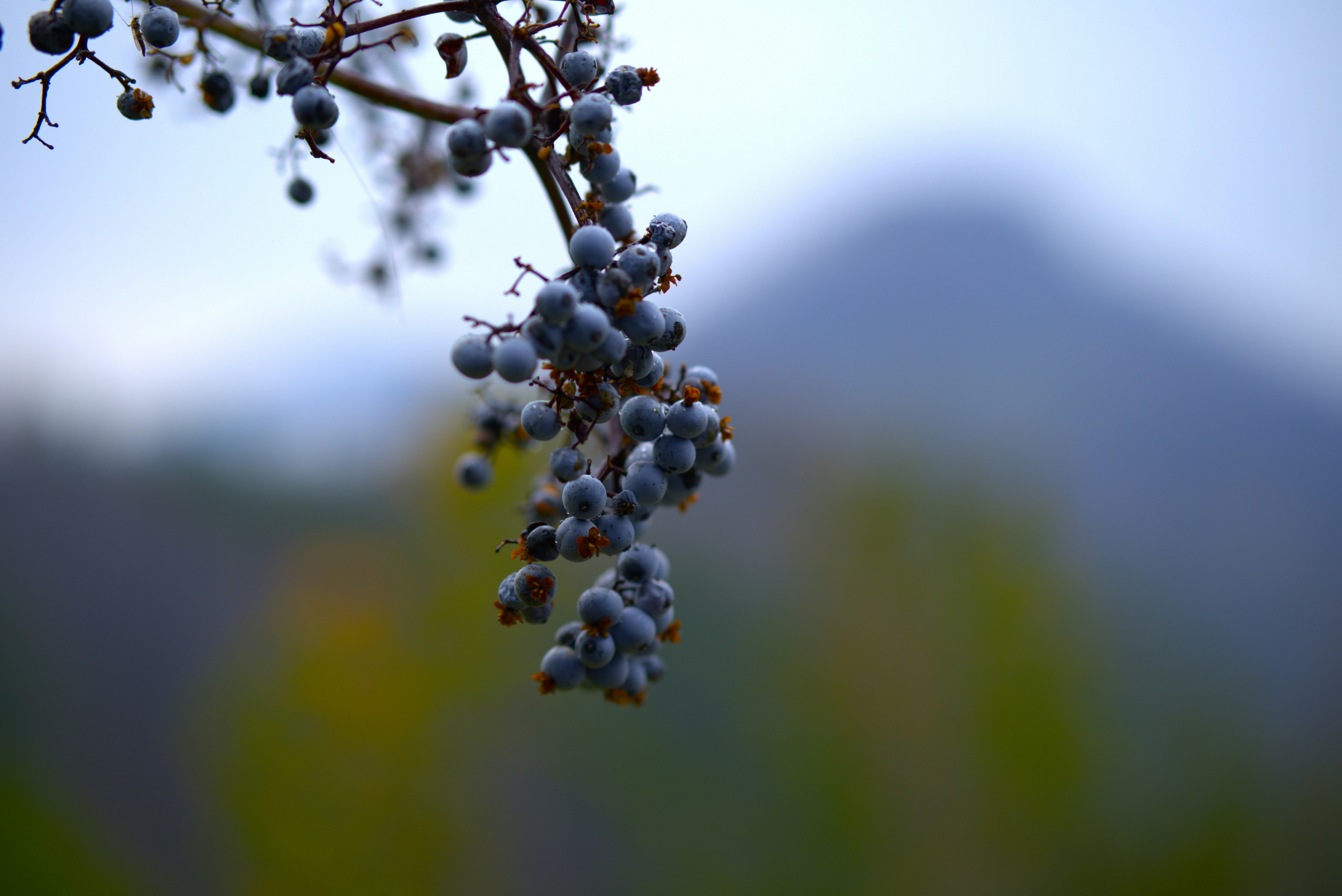 A close up of a bunch of berries on a tree photo – Free Blue Image on ...